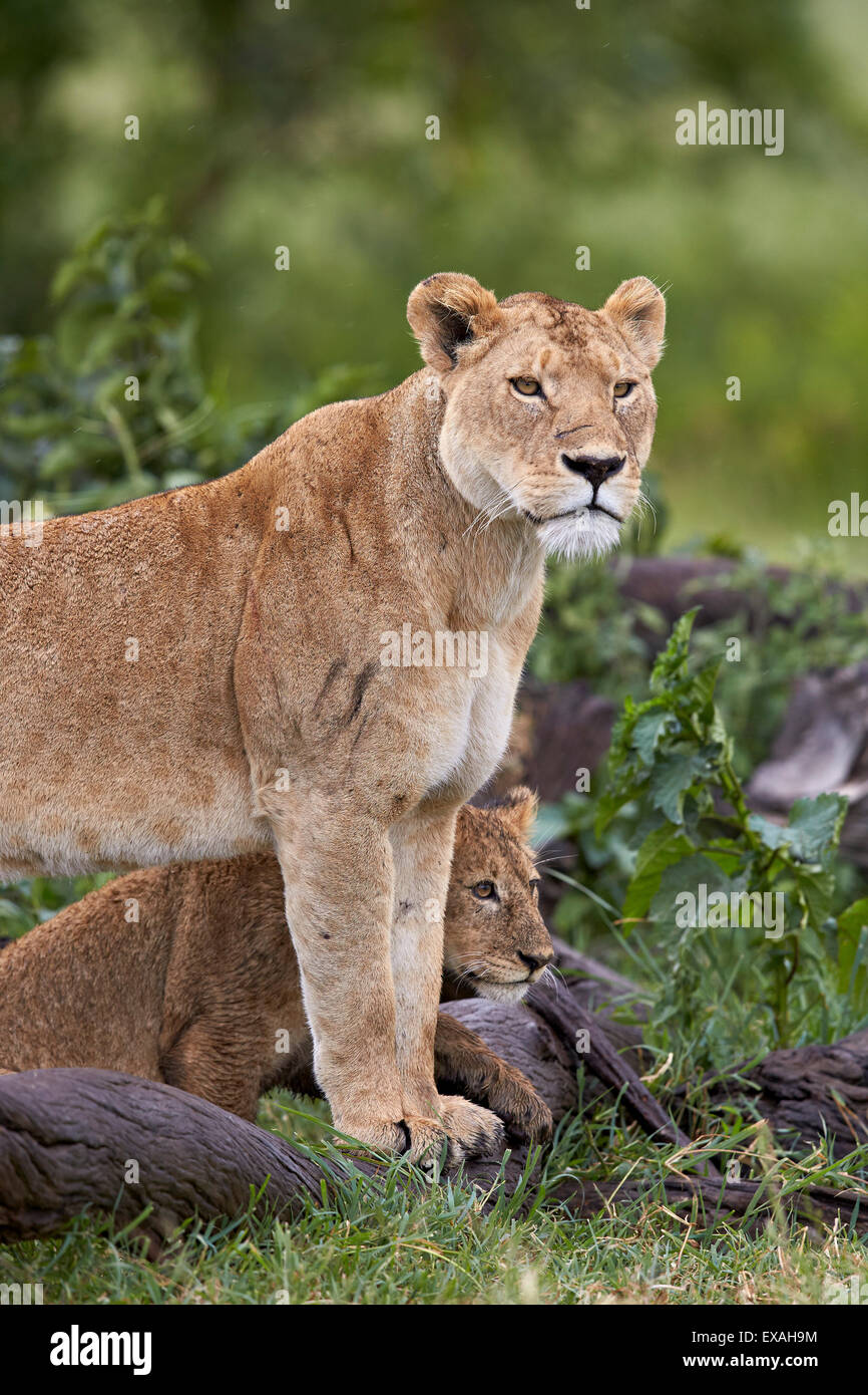 Female lion cub hi-res stock photography and images - Alamy