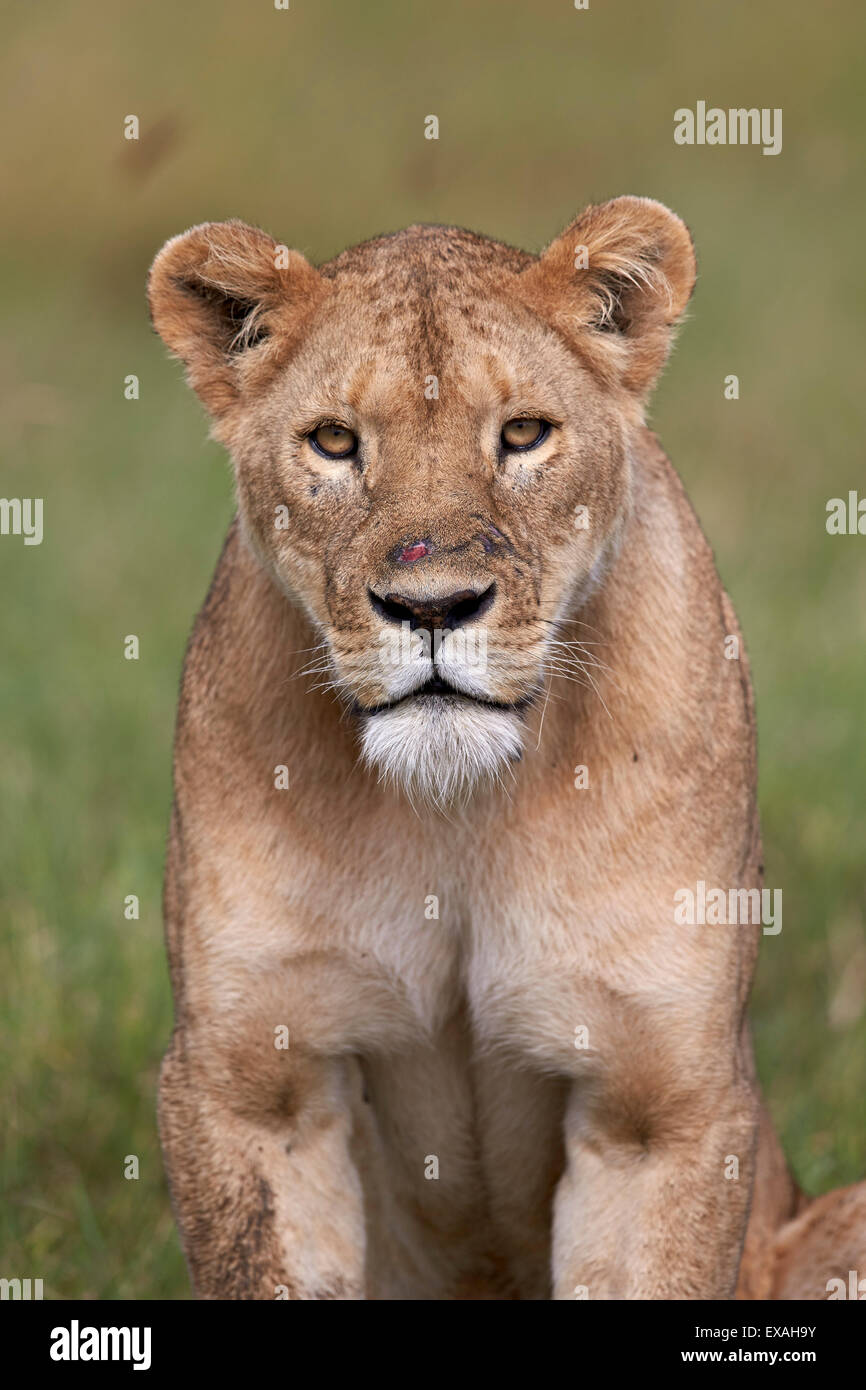 Female lioness hi-res stock photography and images - Alamy