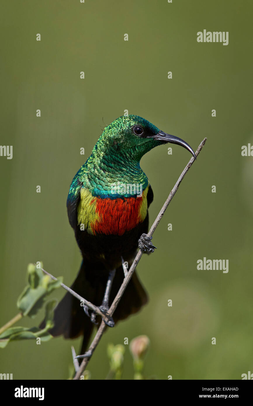 Beautiful sunbird (Cinnyris pulchella), male, Ngorongoro Conservation ...
