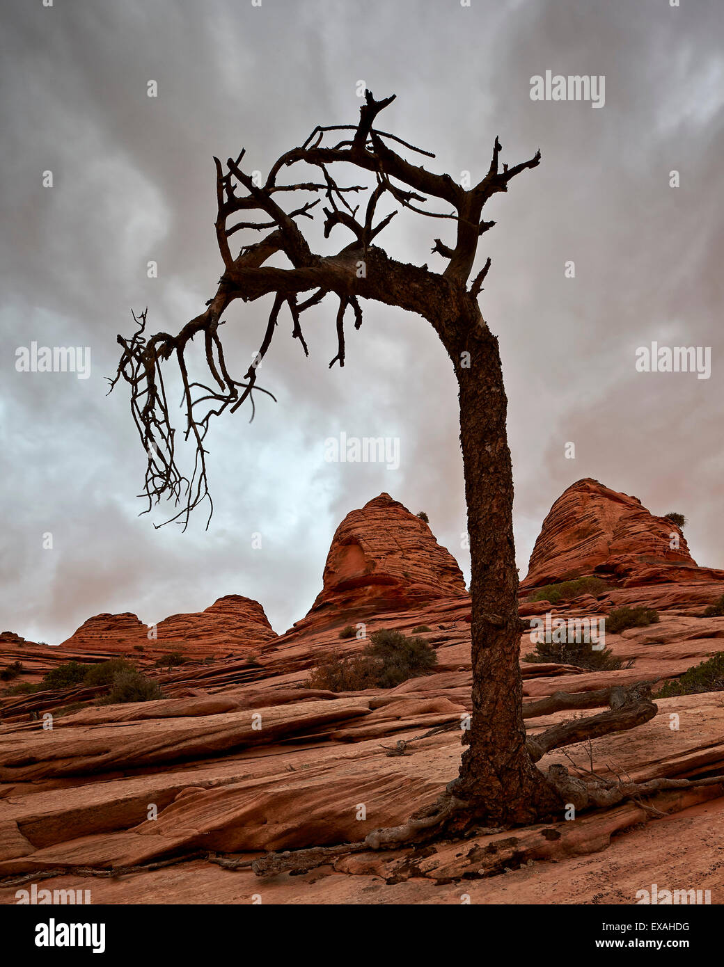 Dead evergreen tree and sandstone mounds, Zion National Park, Utah ...