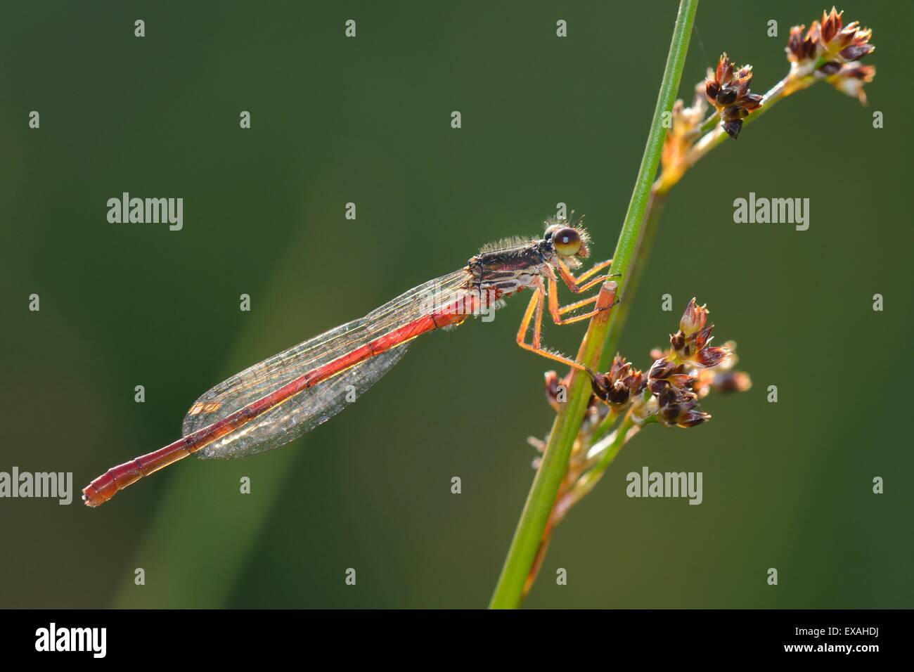 Male small red damselfly (Ceriagrion tenellum) infested with mites ...
