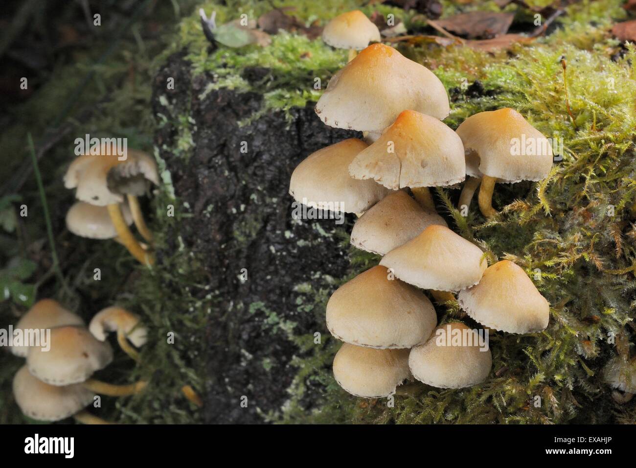 Log with fungi hi-res stock photography and images - Alamy