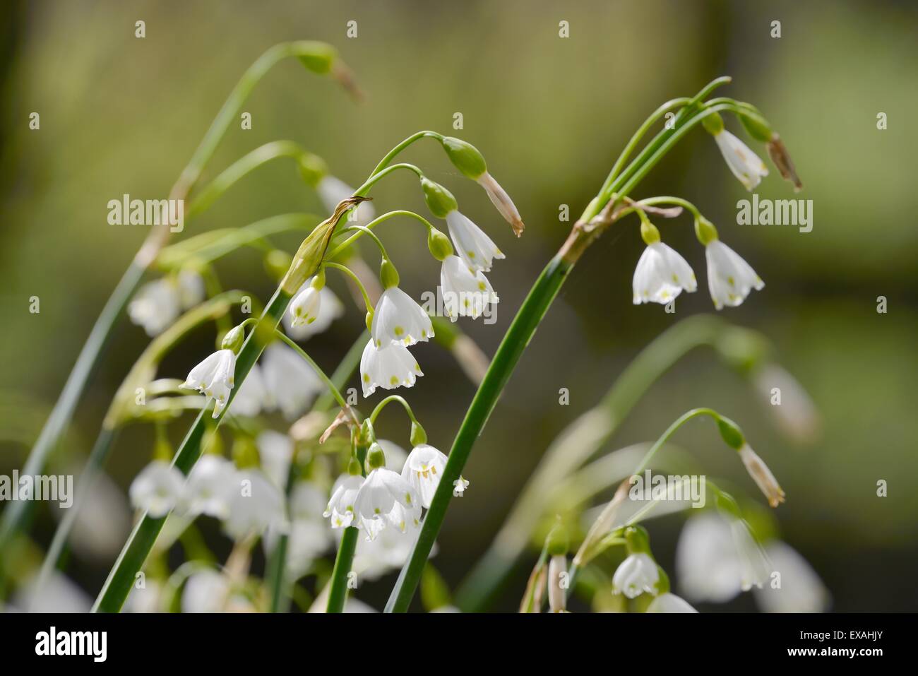 Summer snowflake (Loddon lily (Leucojum aestivum) flowering in damp ...