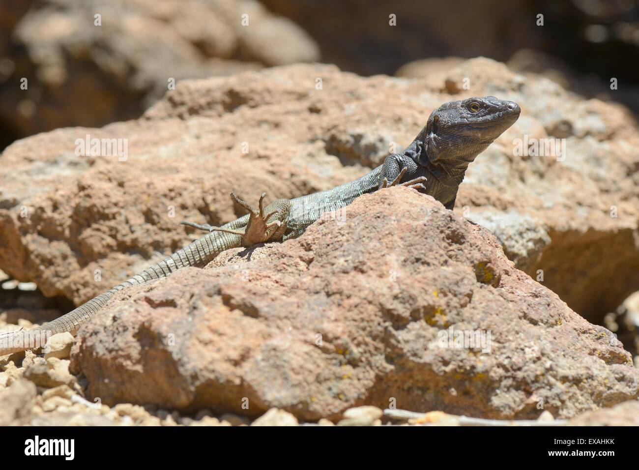 Male Tenerife lizard (Western Canaries lizard) (Gallotia galloti) sun ...