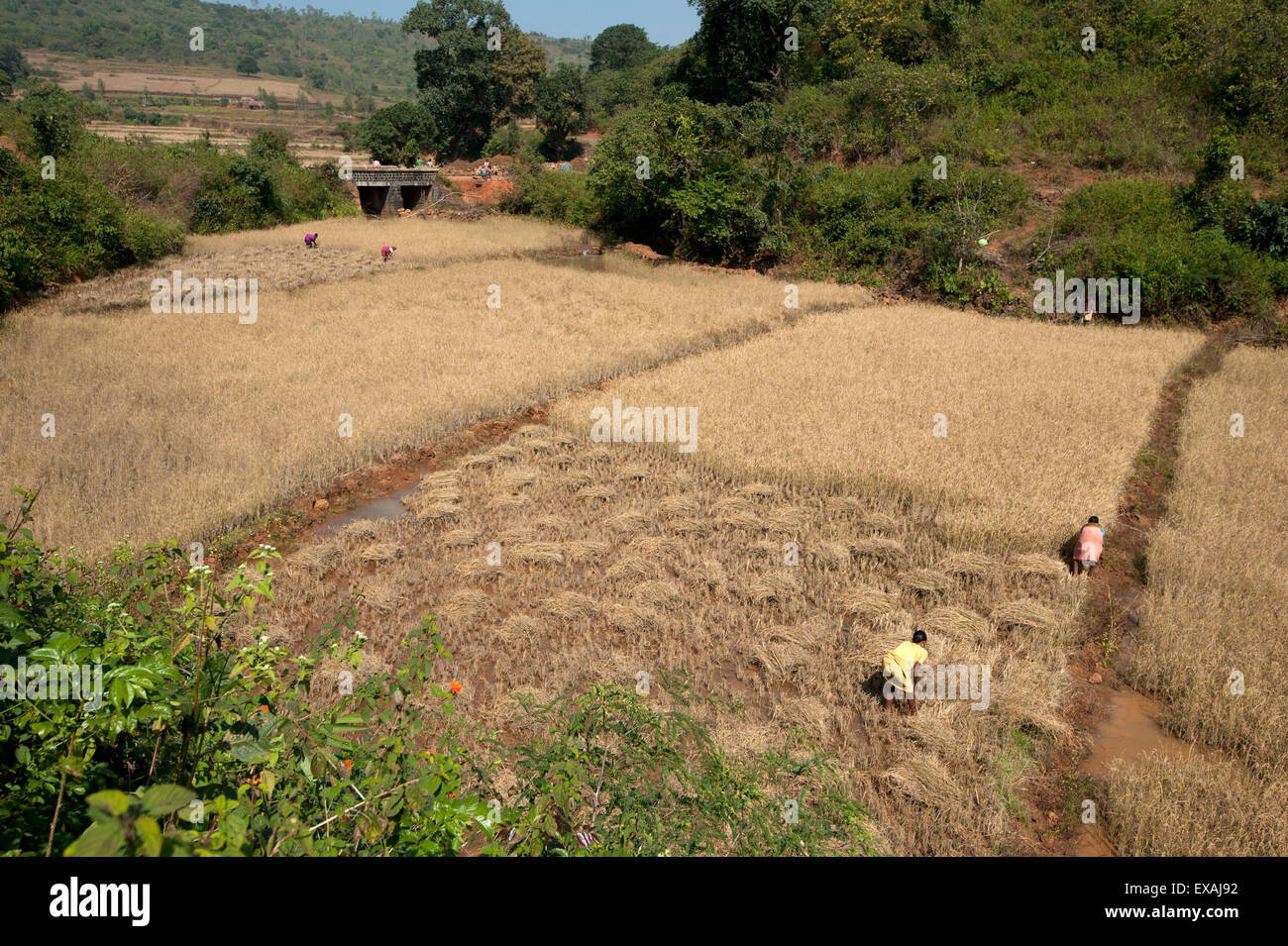 Harvesting rice by hand hi-res stock photography and images - Alamy