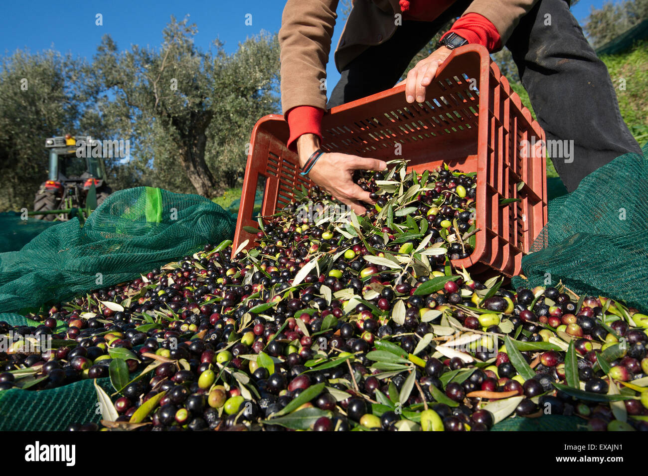Olive collecting nets hi-res stock photography and images - Alamy