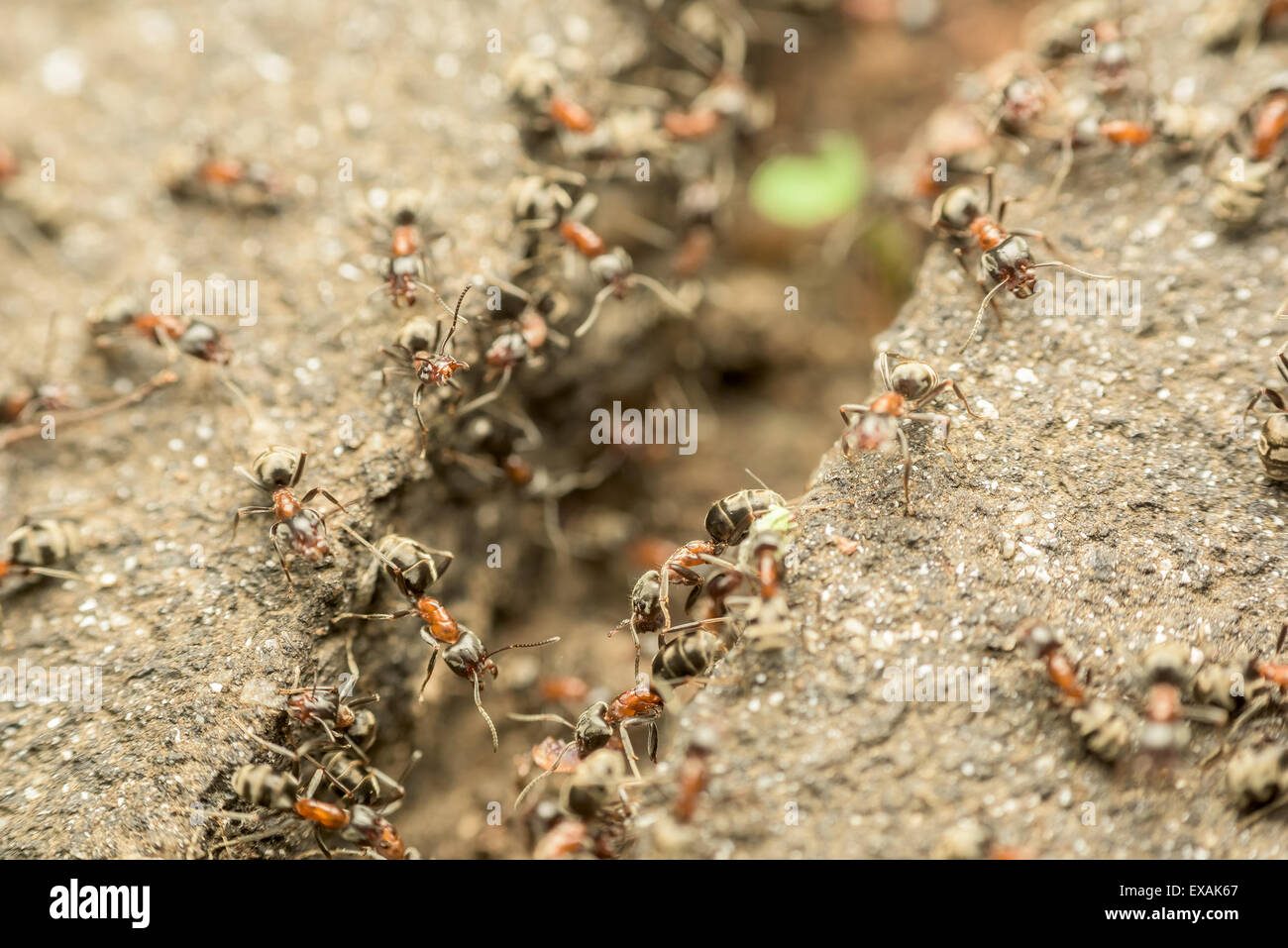 Swarm Of Ants Passing Food Over Abyss Macro Stock Photo - Alamy