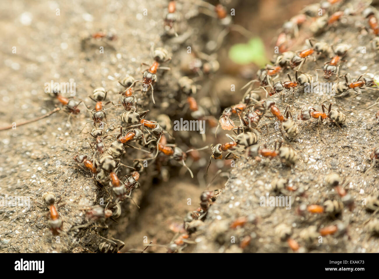 Swarm Of Ants Passing Food Over Abyss Macro Stock Photo - Alamy