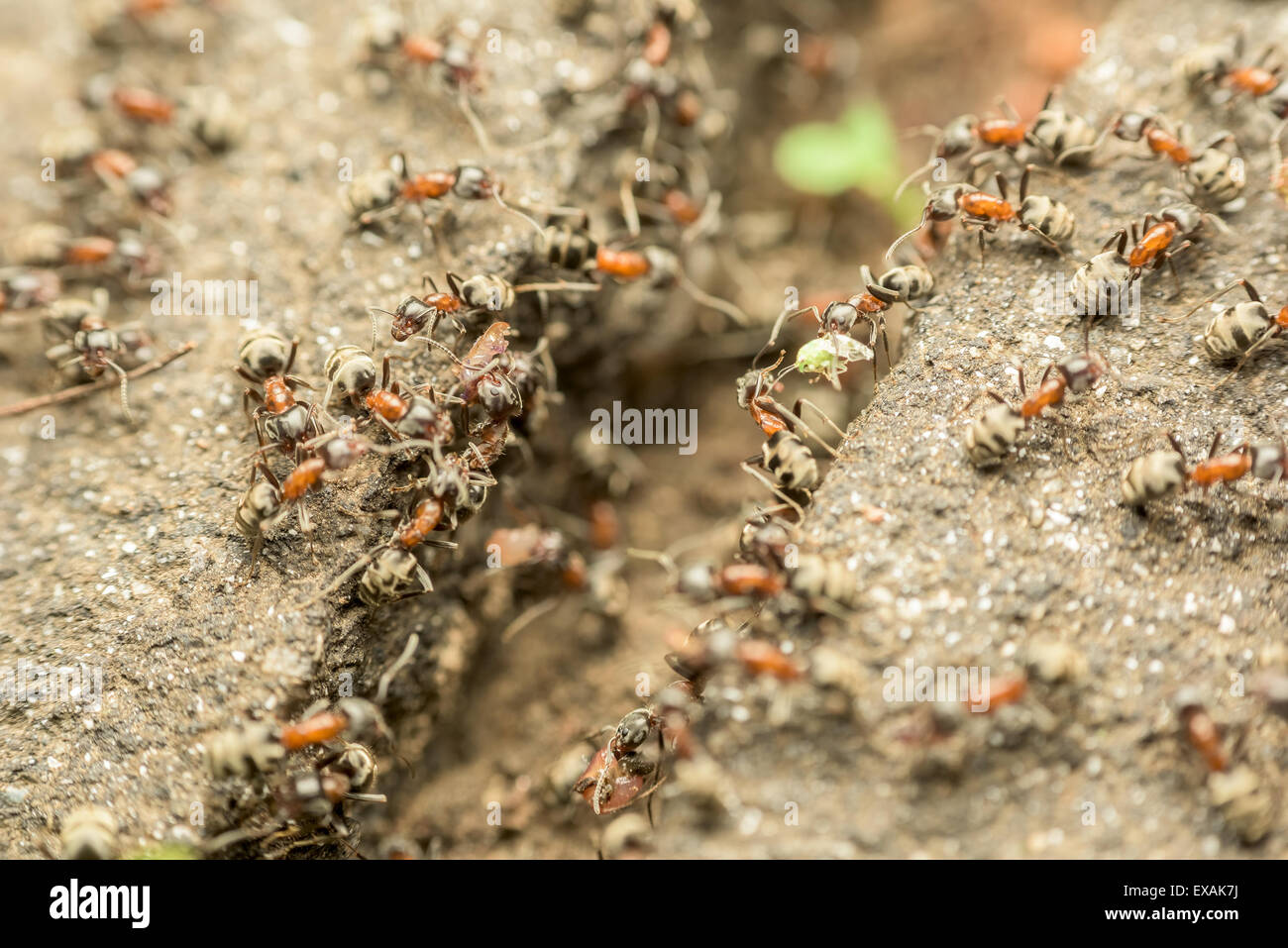Swarm Of Ants Passing Food Over Abyss Macro Stock Photo - Alamy