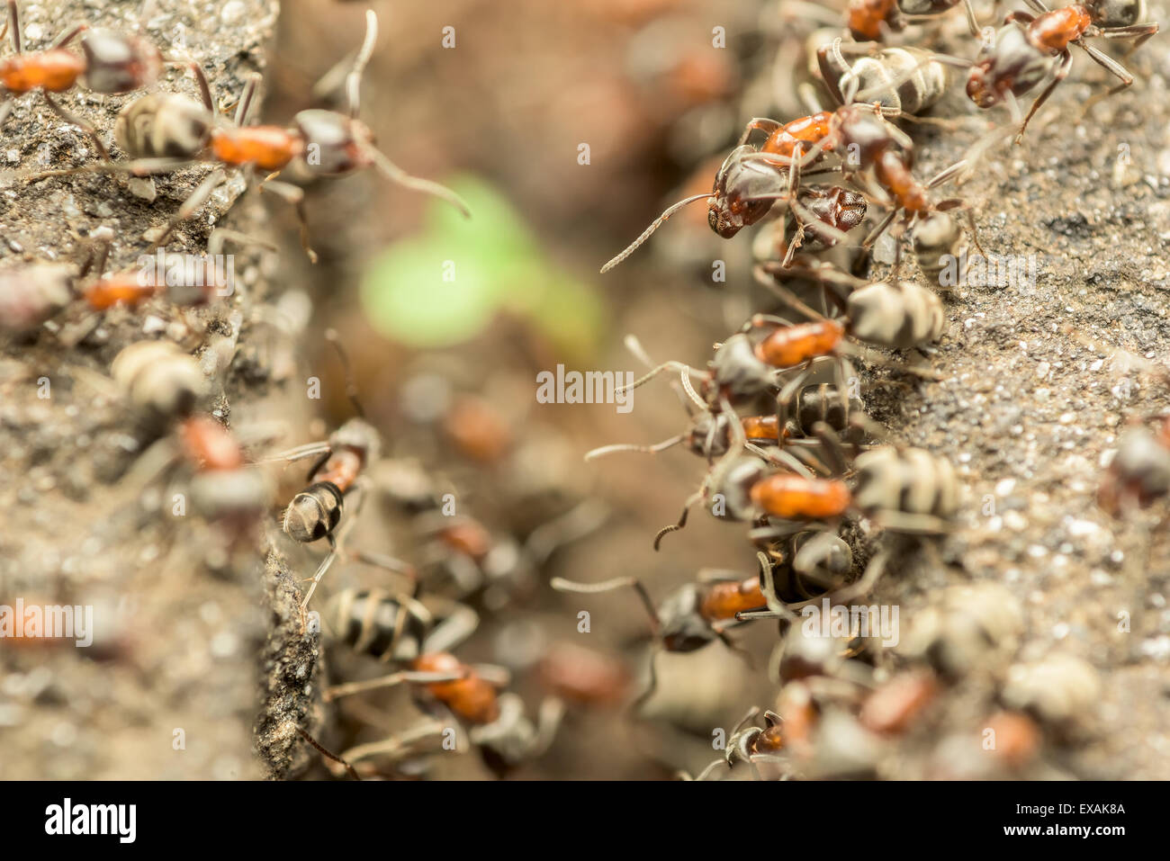 Swarm Of Ants Passing Food Over Abyss Macro Stock Photo - Alamy