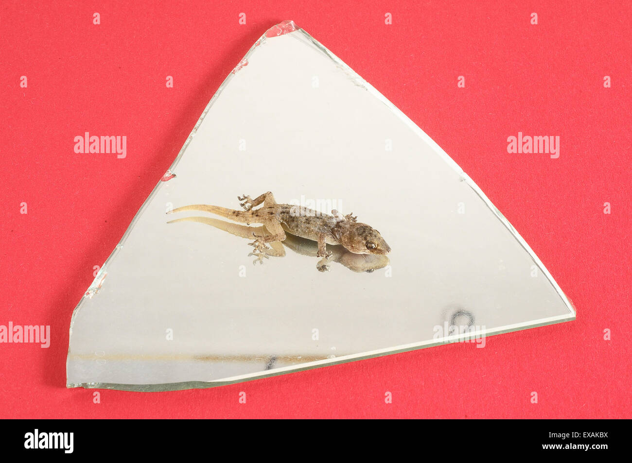 Gecko Lizard and Mirror Stock Photo - Alamy