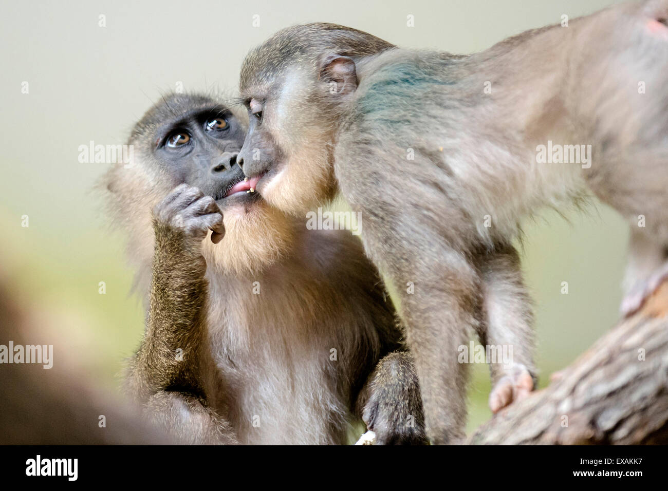 Labem, Czech Republic. 10th July, 2015. A troop of seven rare Drill ...