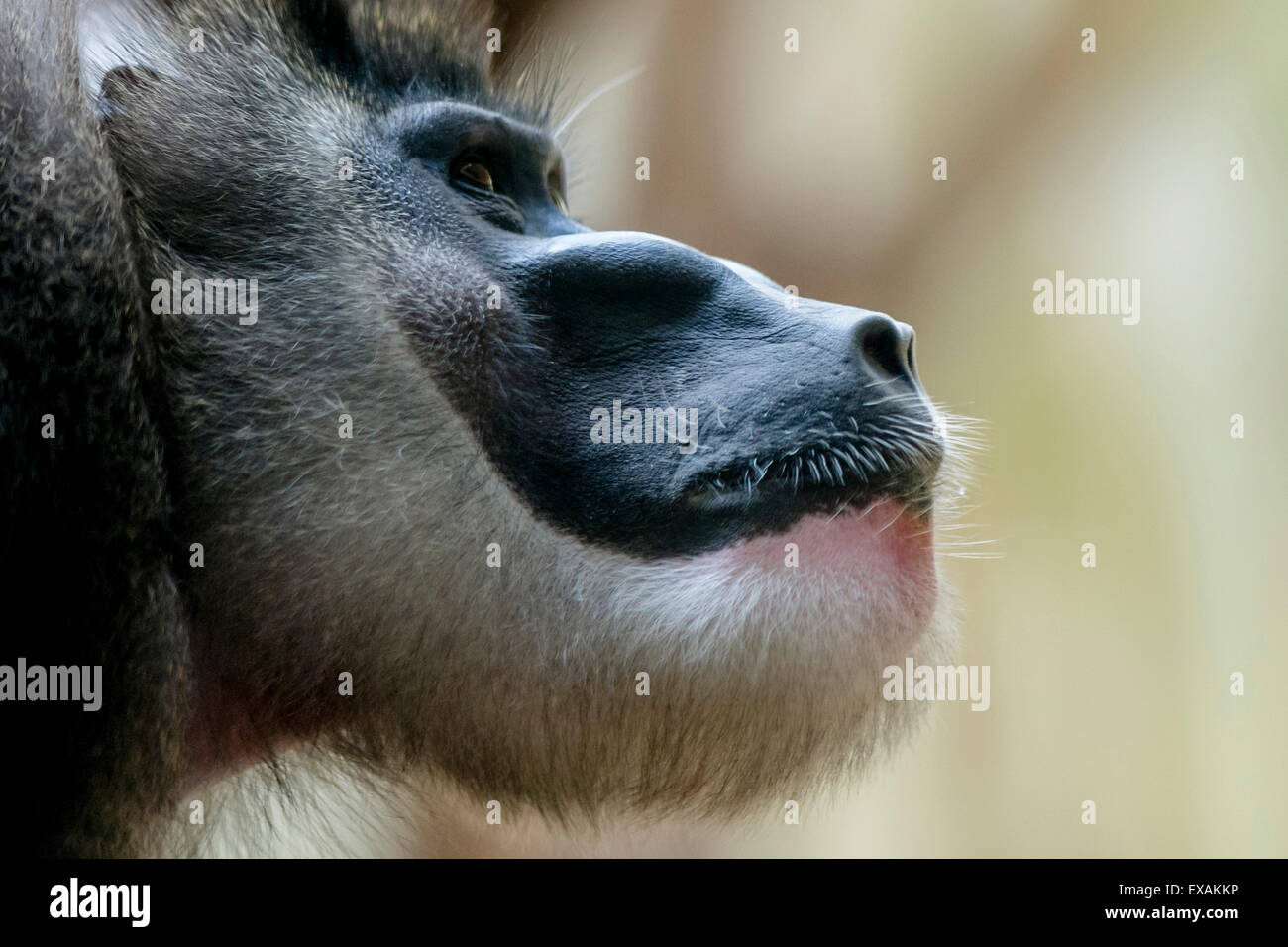 Labem, Czech Republic. 10th July, 2015. A troop of seven rare Drill ...