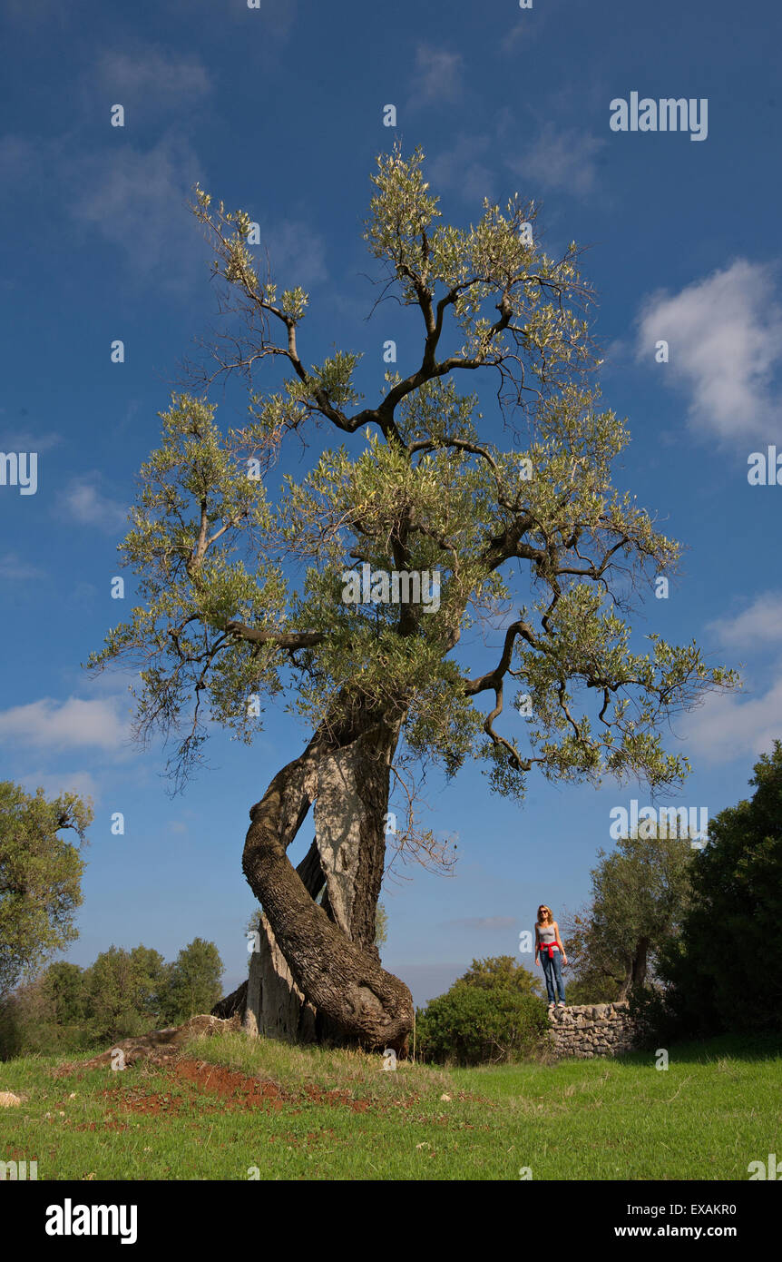Giant olive hi-res stock photography and images - Alamy