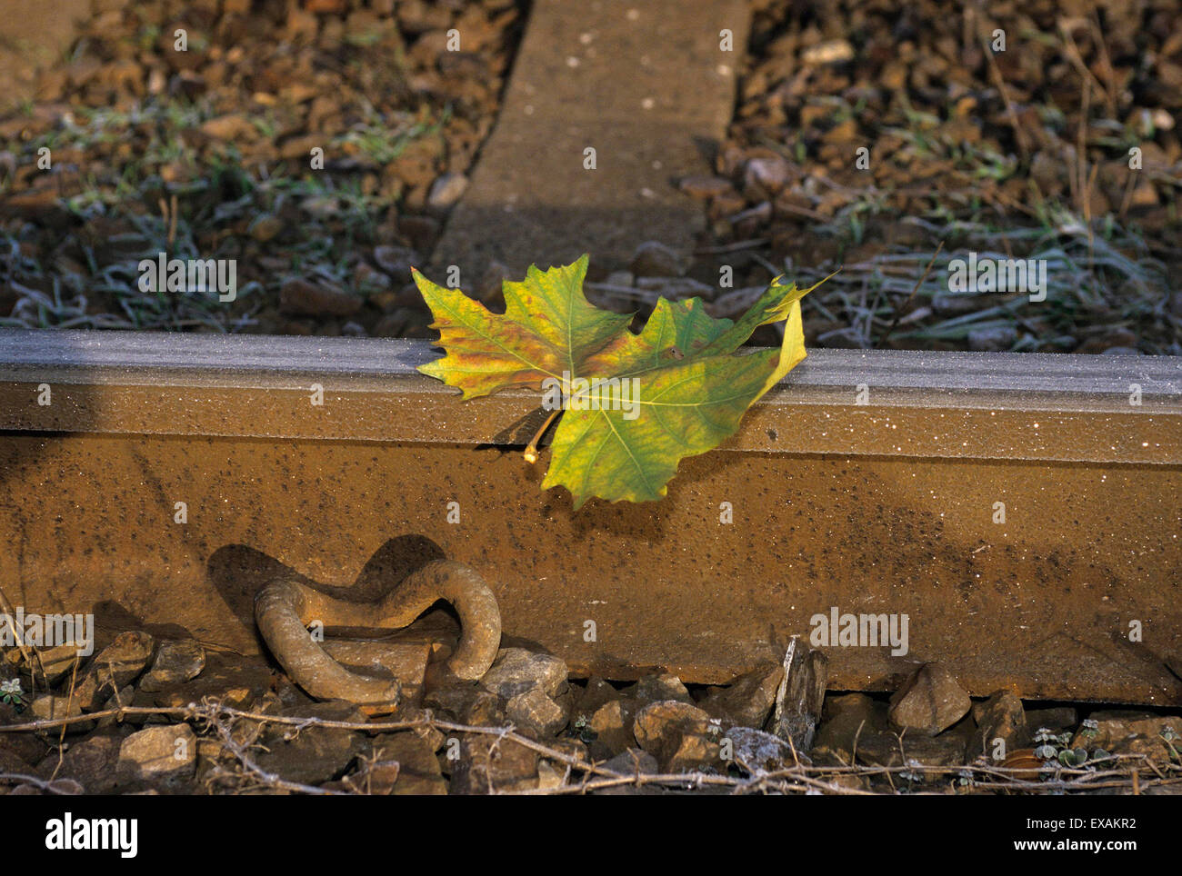 Single Leaf on a Railway Track Stock Photo - Alamy
