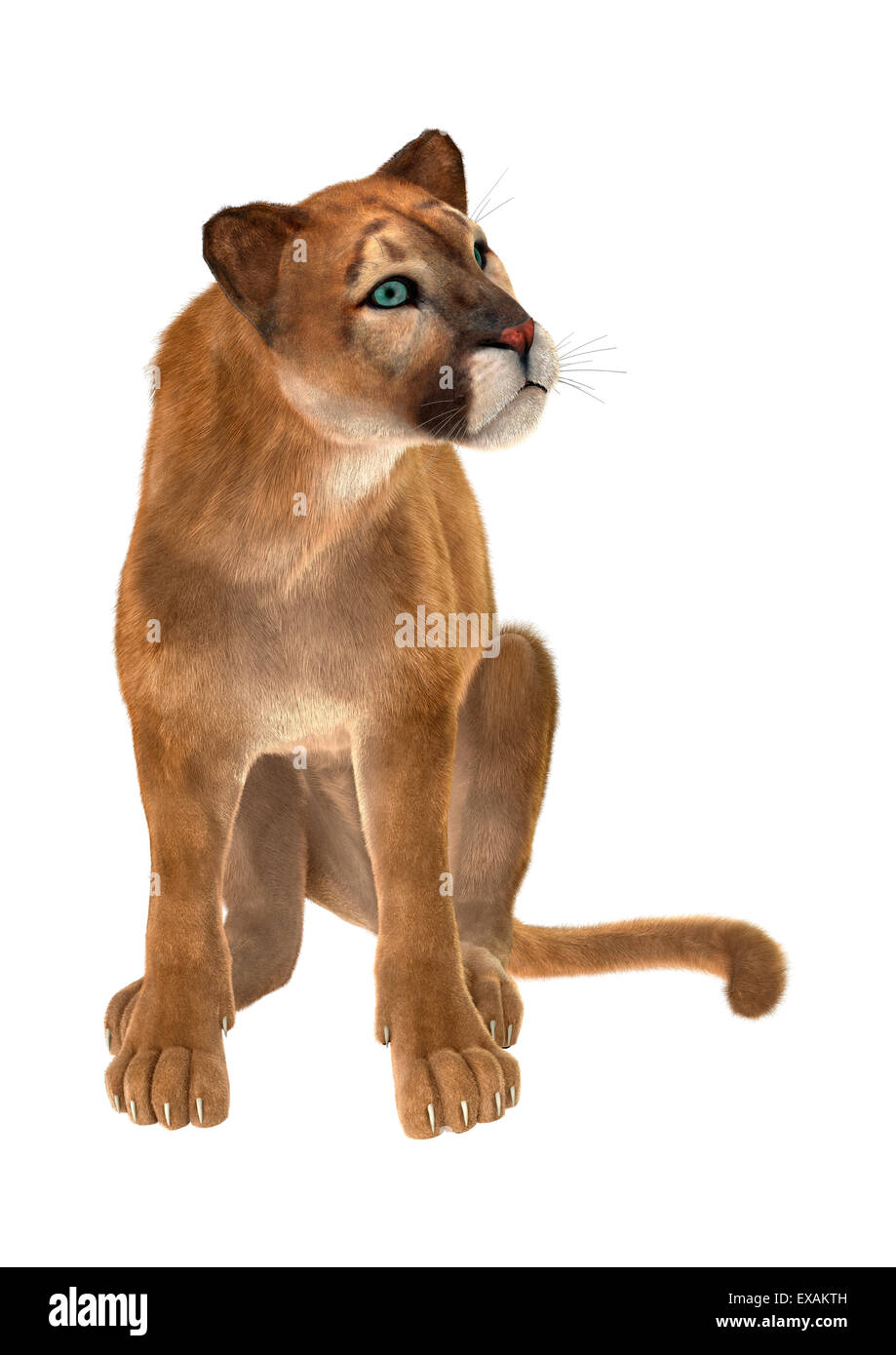 3D digital render of a big cat puma sitting isolated on white ...