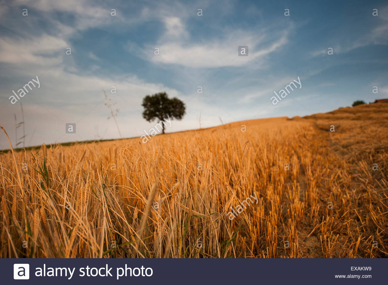 Farmers Harvesting Wheat Stock Photos & Farmers Harvesting Wheat Stock ...