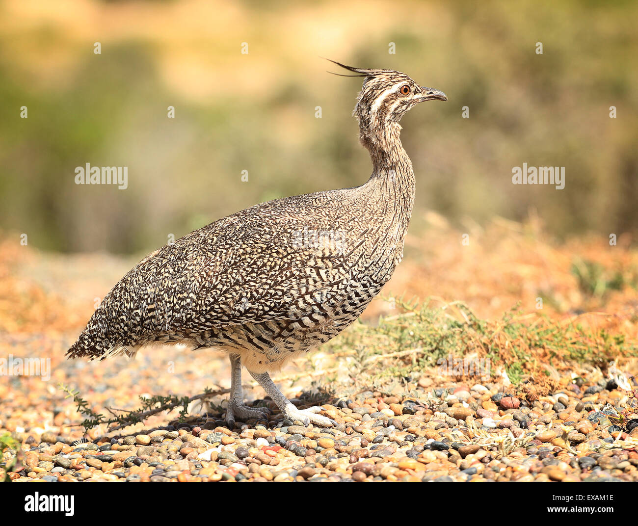 Elegant Crested Tinamou Stock Photo - Alamy