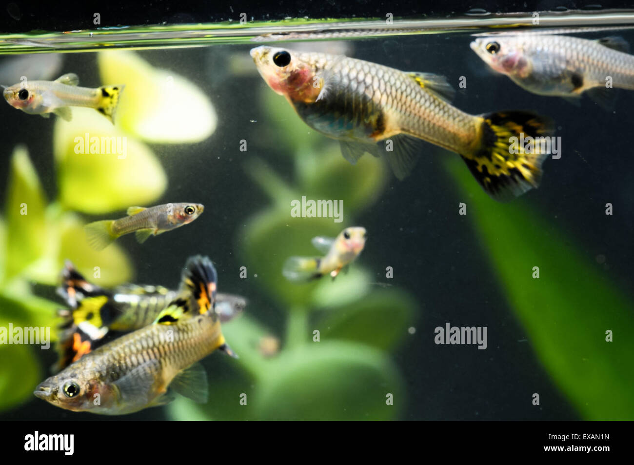 Guppy Multi Colored Fish Stock Photo - Alamy