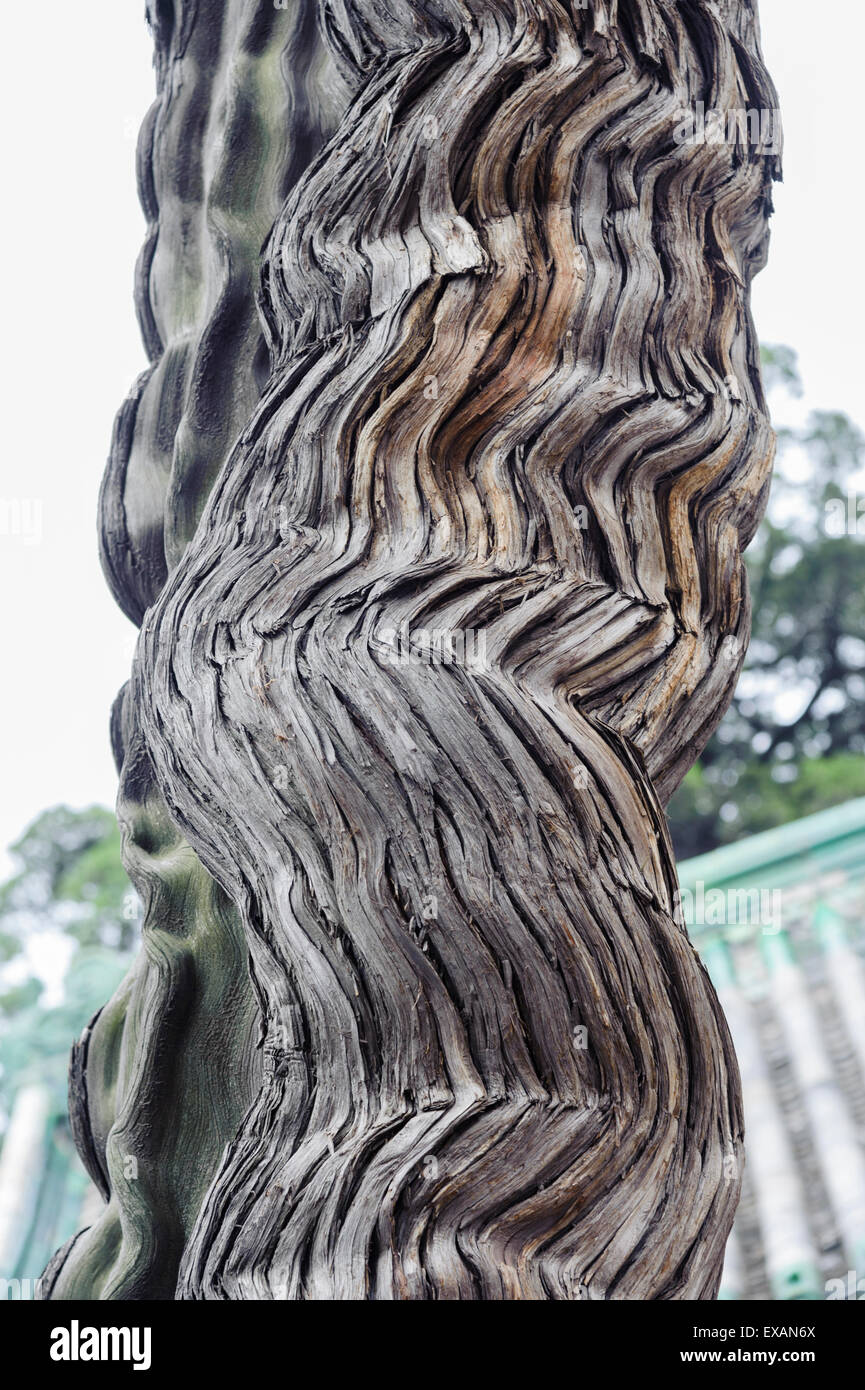 Confucius Temple entrance one is greeted with an ancient tree with ...