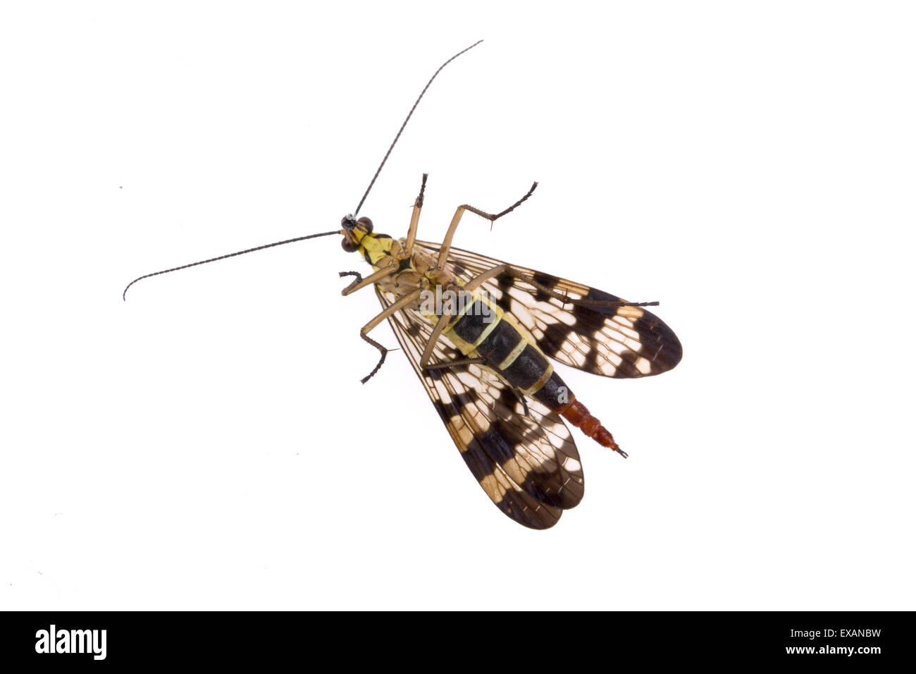 Scorpion fly from family Panorpidae on white background Stock Photo - Alamy