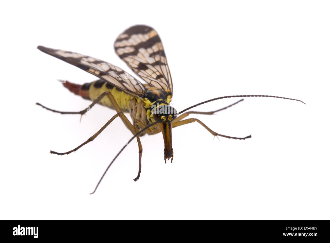 Flying Scorpion Aliens