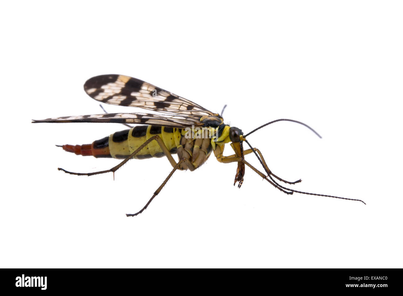 Flying Scorpion Balloon