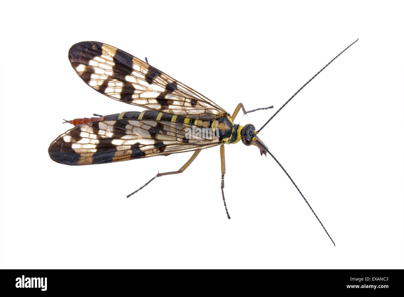 Flying Scorpion Comic