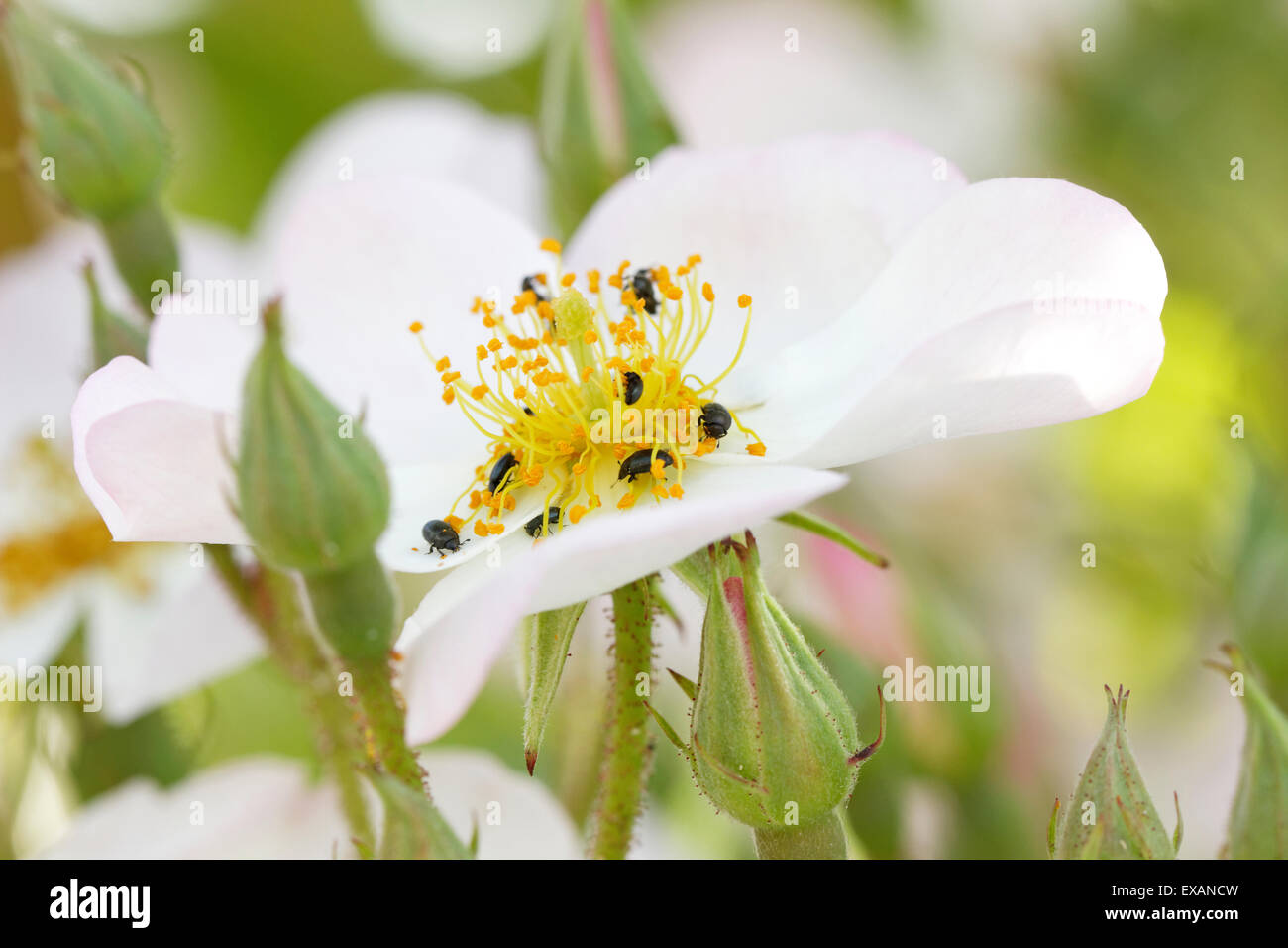 Pollen for insects hi-res stock photography and images - Alamy
