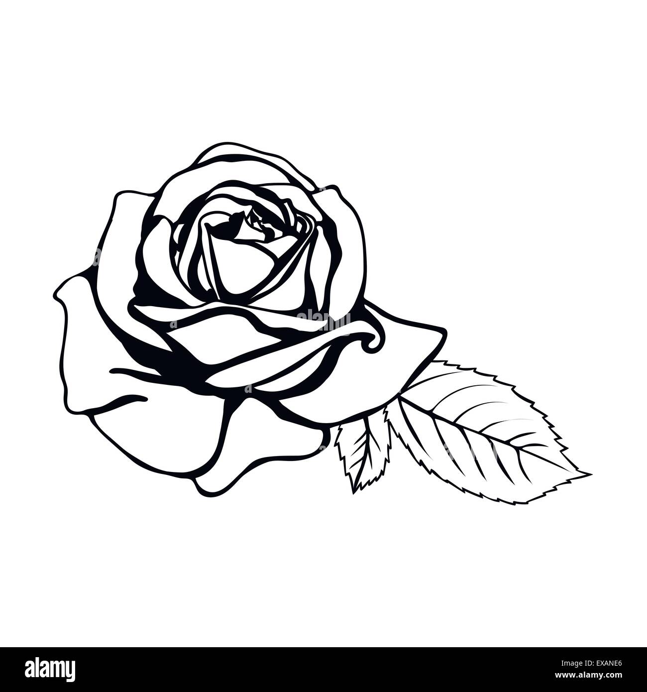 Closed Rose Sketch