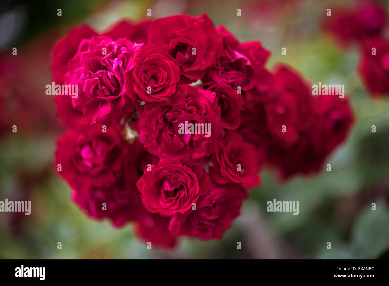 Bunch of scarlet romantic roses Stock Photo - Alamy
