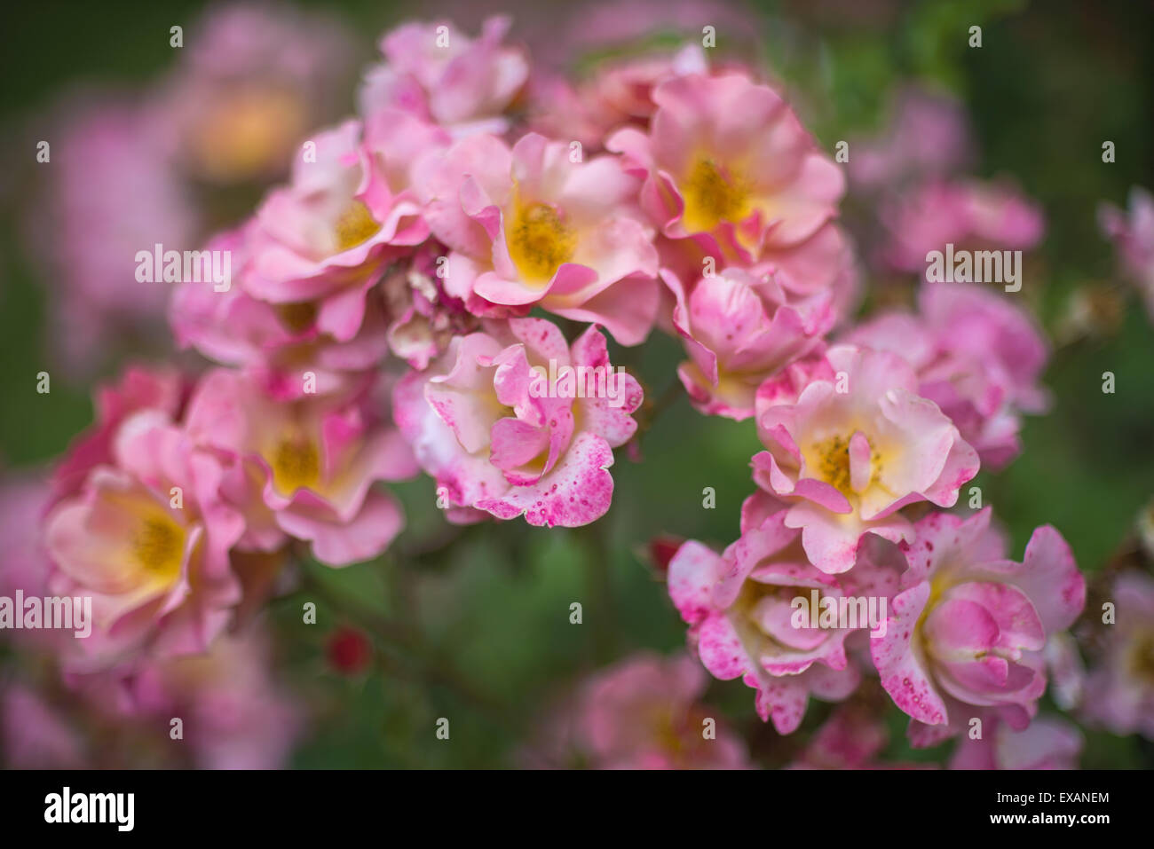 Cluster of pink dreamy roses close up Stock Photo - Alamy