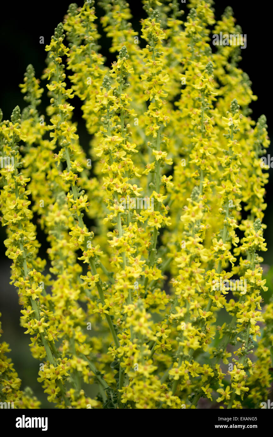 Mullein velvet plant yellow rich blossom Verbascum olympicum Stock ...
