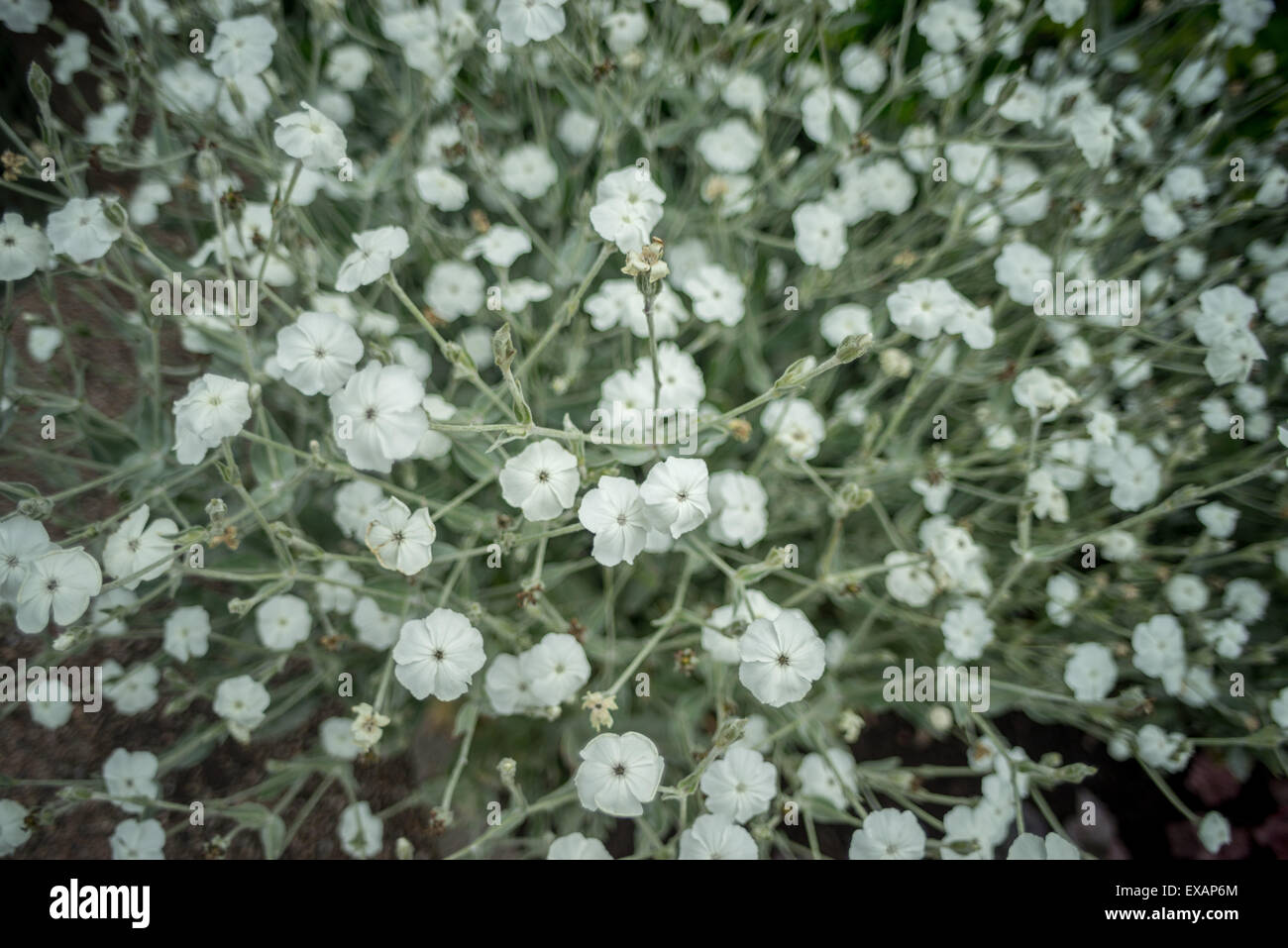 Campion flowers blooming Lychnis coronaria alba Stock Photo - Alamy