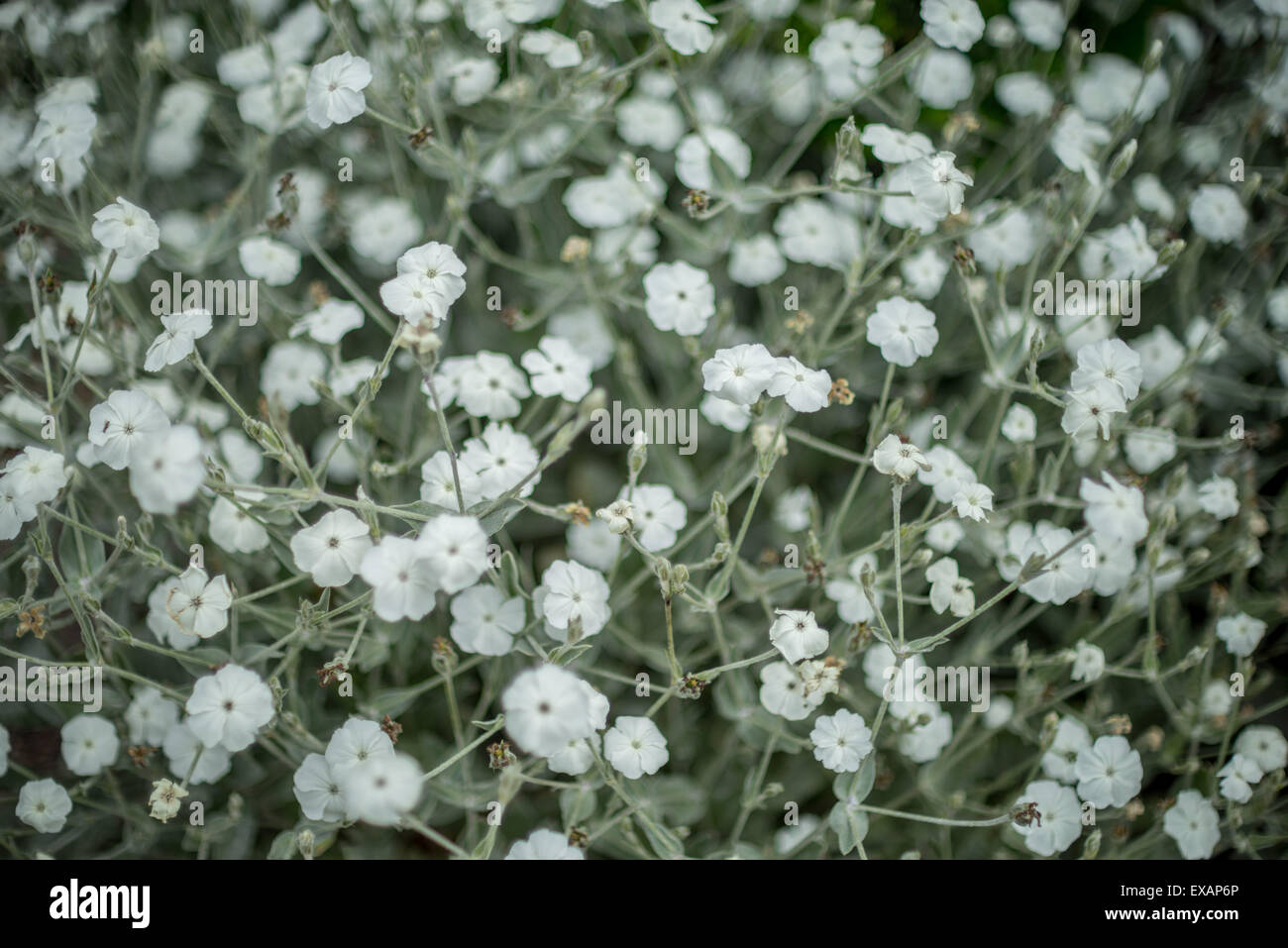 Campion flowers blooming Lychnis coronaria alba Stock Photo - Alamy