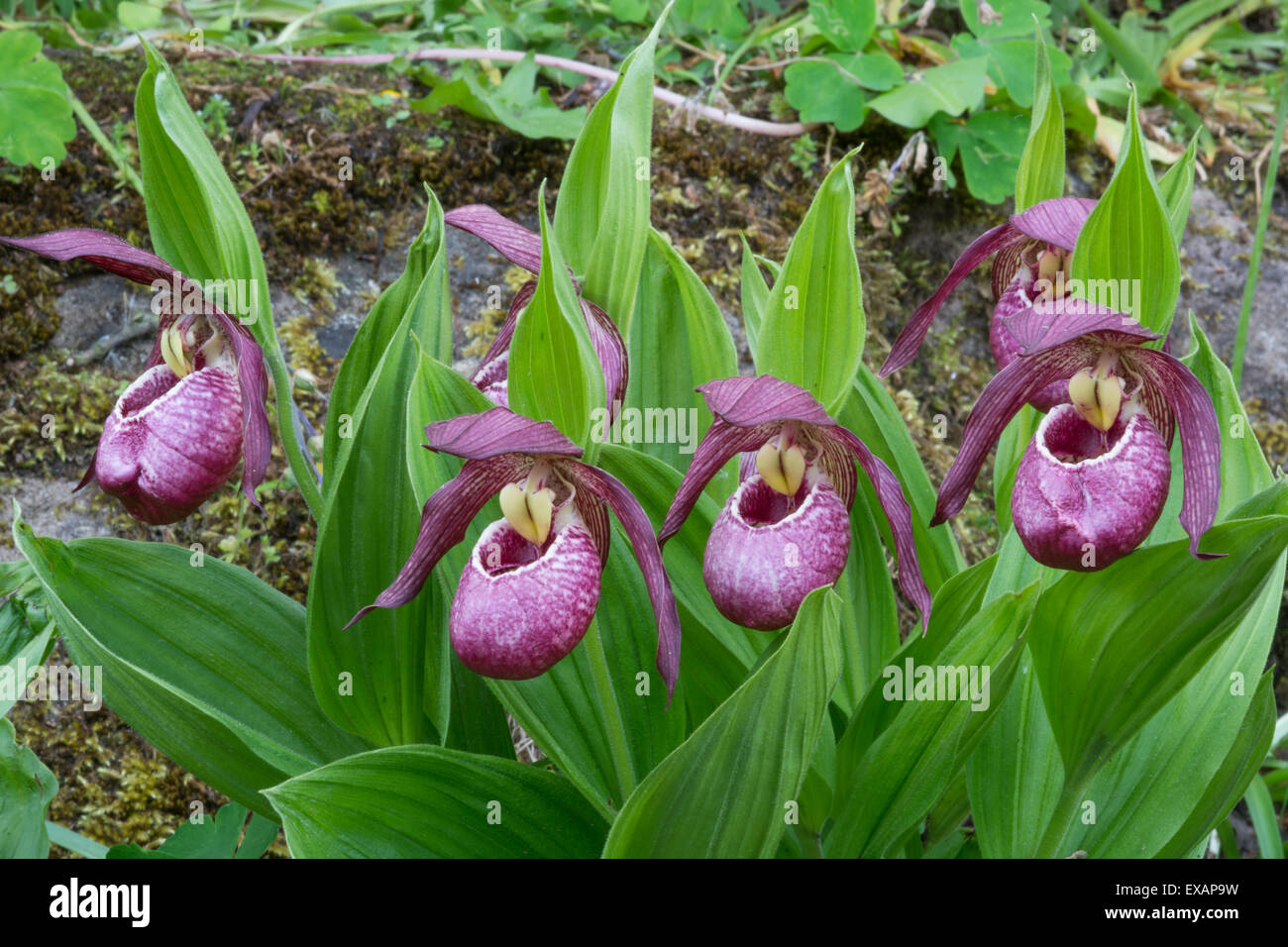 Cypripedium Kentucky Pink Blush Stock Photo - Alamy