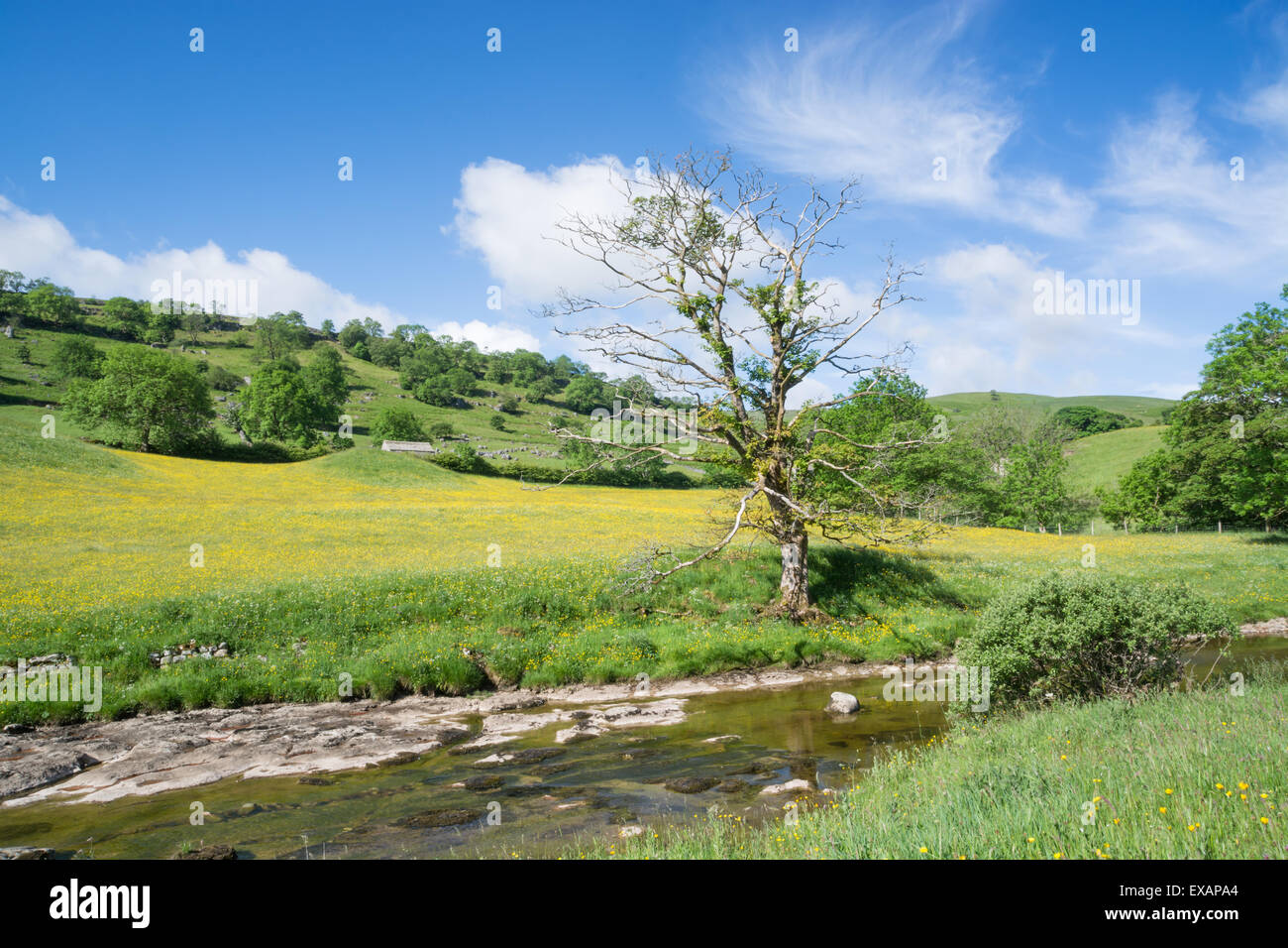 Dying Sycamore tree at Langstrothdale in the Yorkshire Dales Stock ...