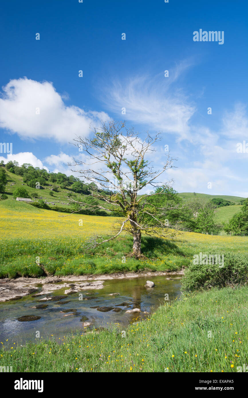 Dying Sycamore tree at Langstrothdale in the Yorkshire Dales Stock ...
