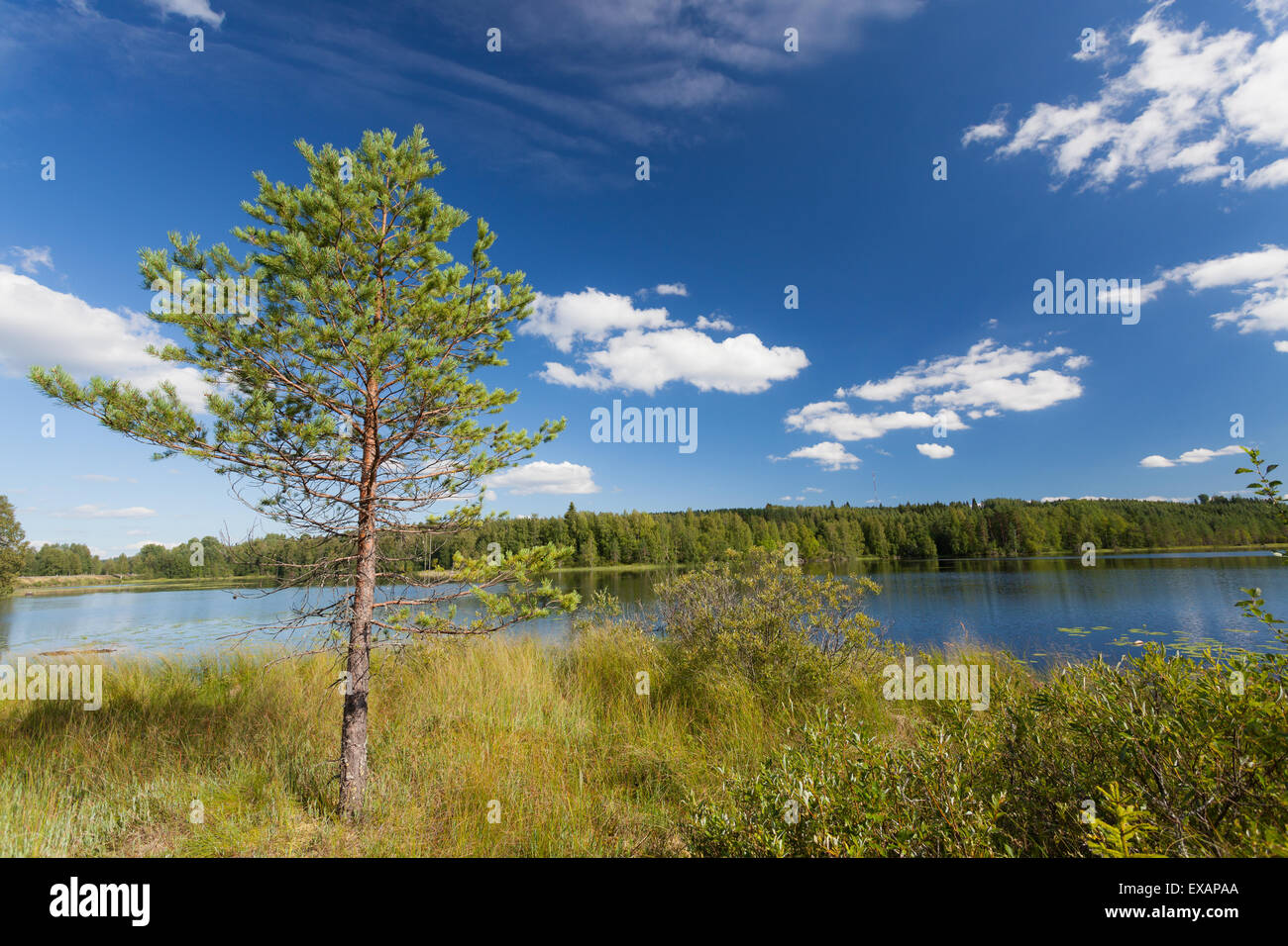 Small pine tree near lake Stock Photo - Alamy