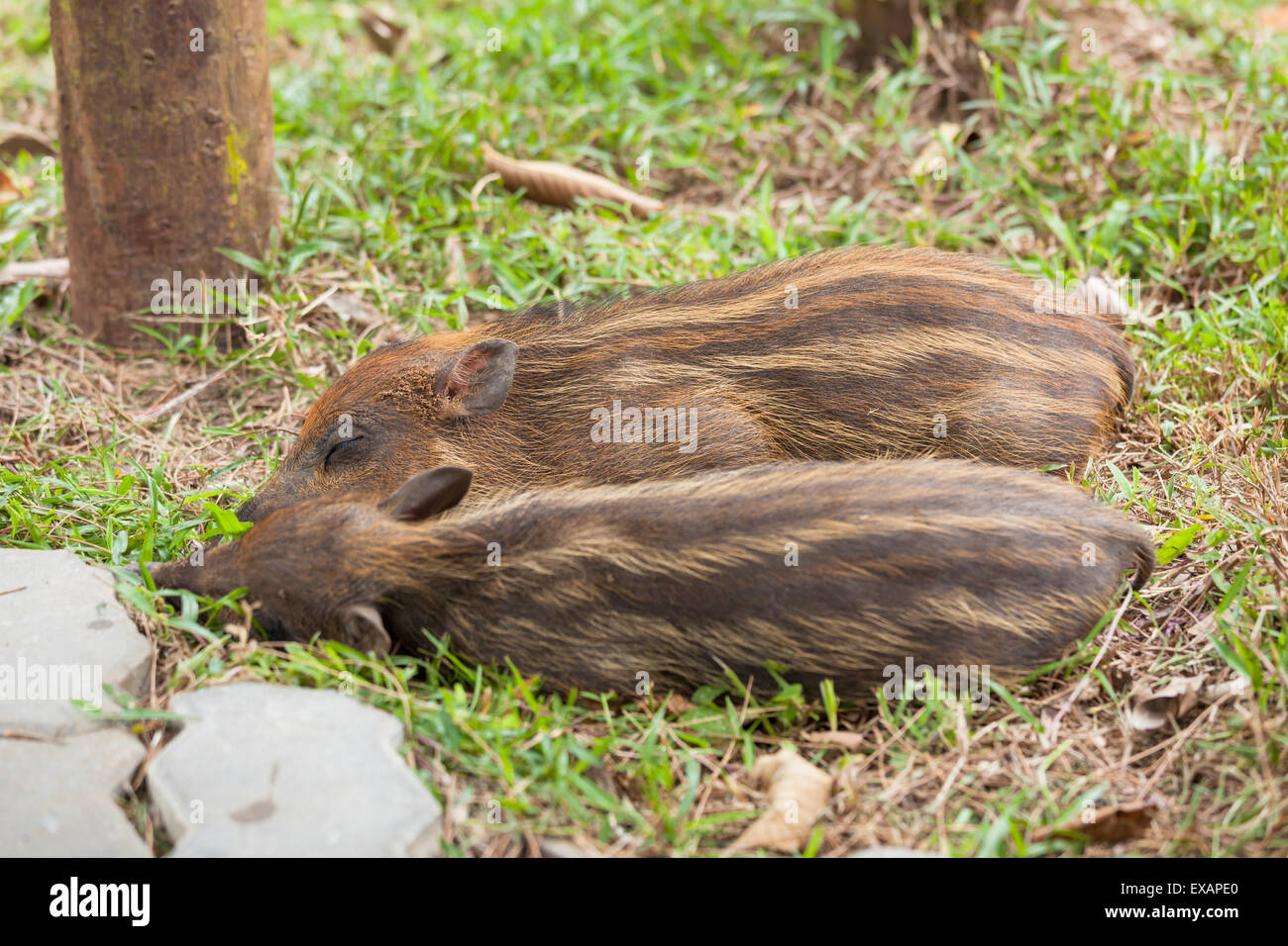 Baby wild boars sleeping on hi-res stock photography and images - Alamy