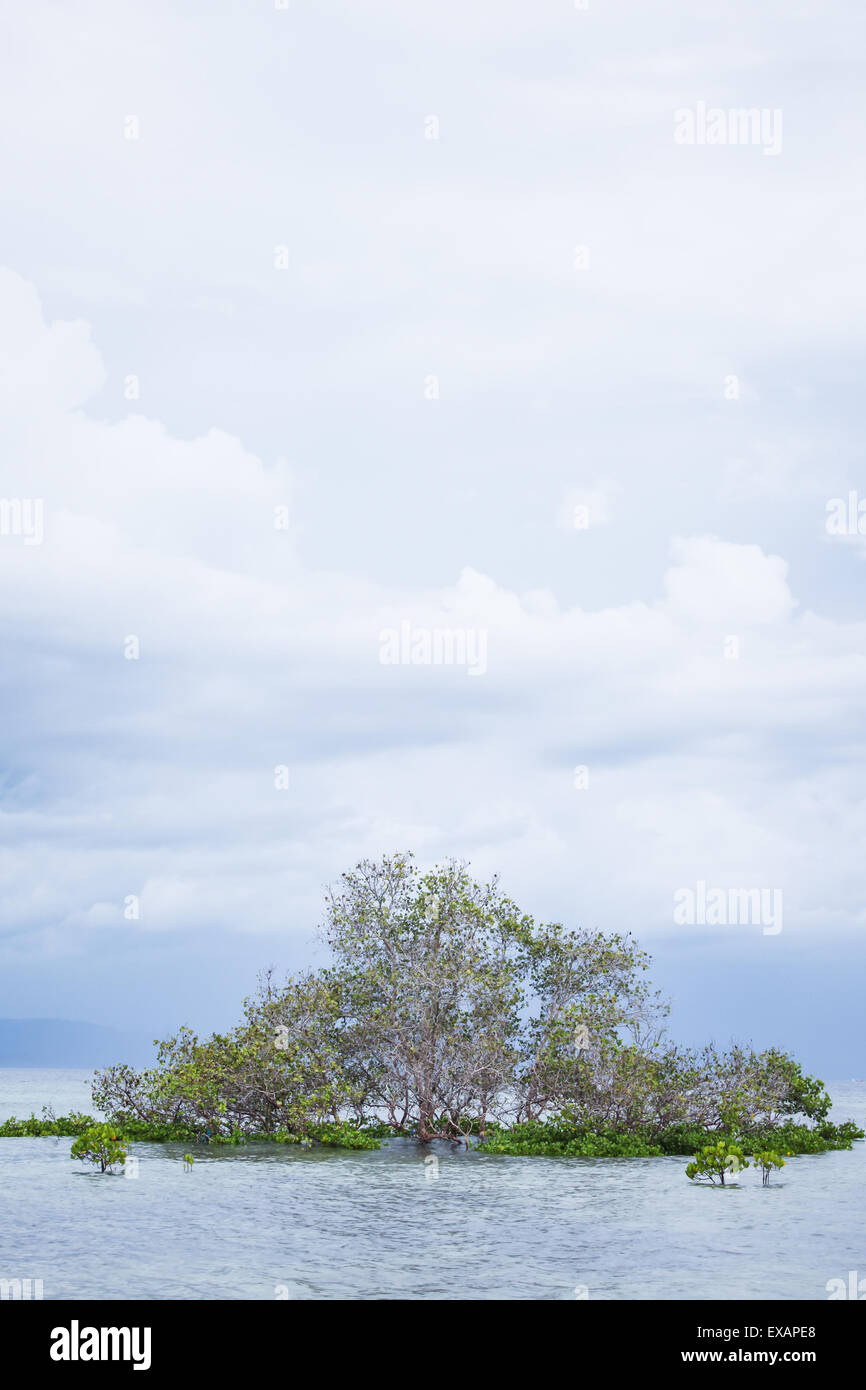 Mangrove tree in water Stock Photo - Alamy