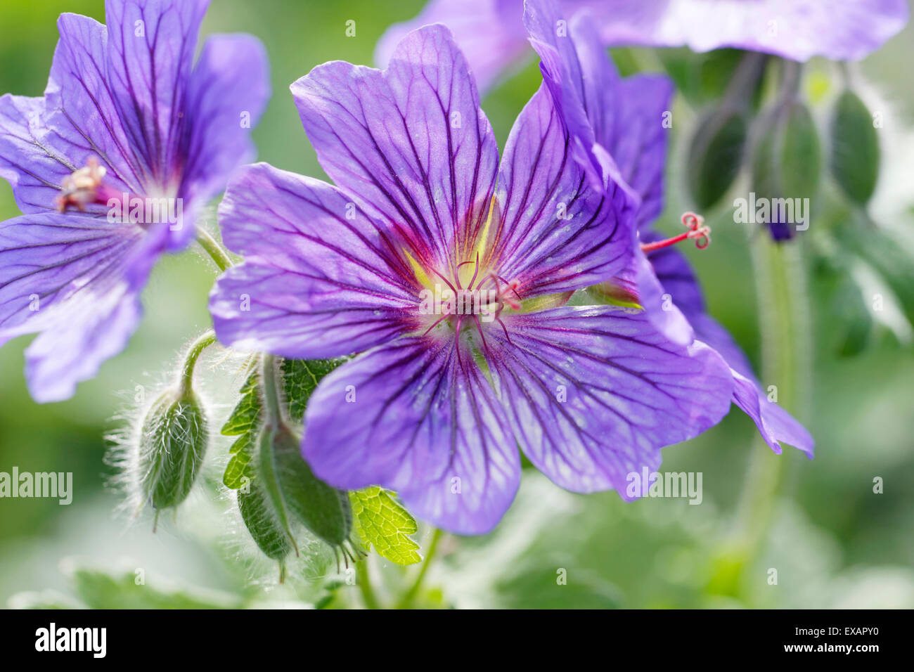 Geranium as groundcover hi-res stock photography and images - Alamy