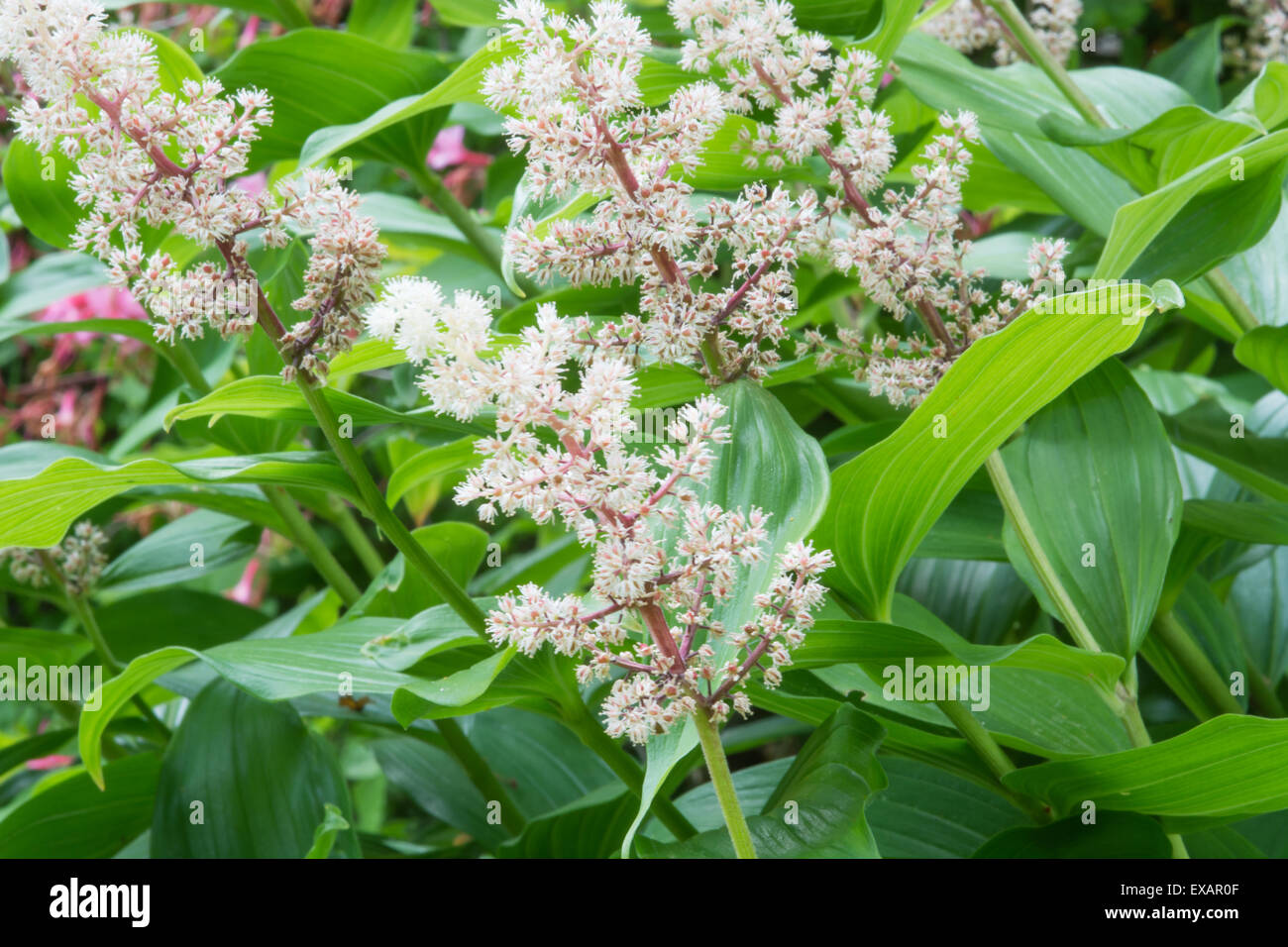 Mainthemum stellatum hi-res stock photography and images - Alamy