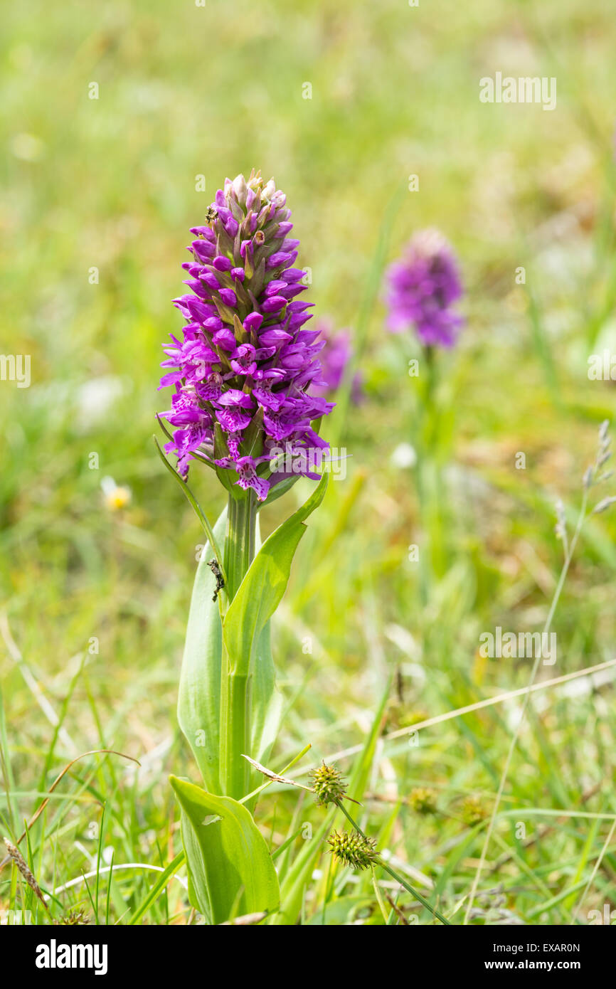 Northern Marsh Orchid - Dactylorhiza purpurella Stock Photo - Alamy