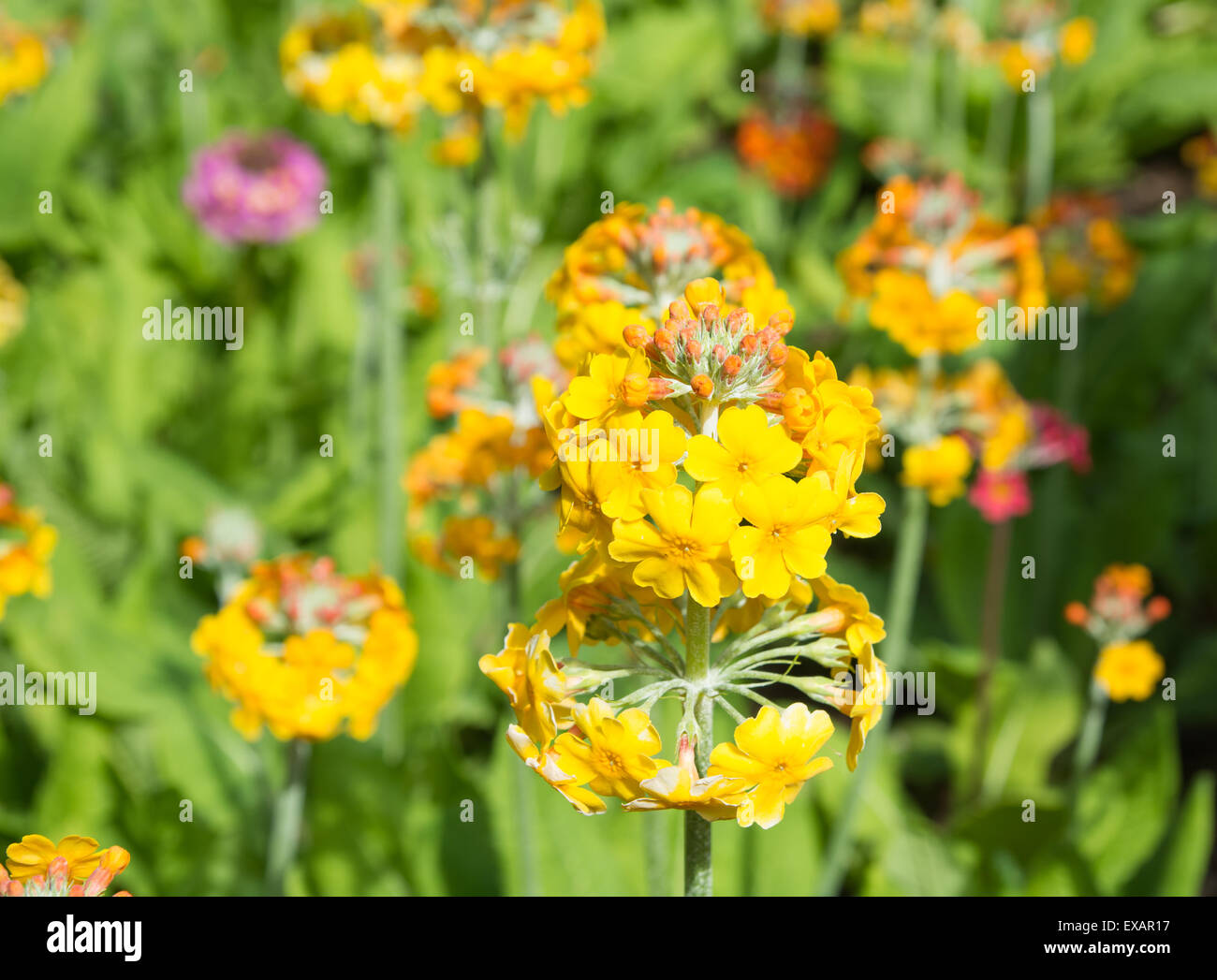 Candelabra primula orange hi-res stock photography and images - Alamy