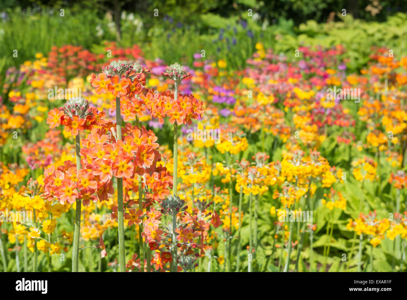 Candelabra primula orange hi-res stock photography and images - Alamy