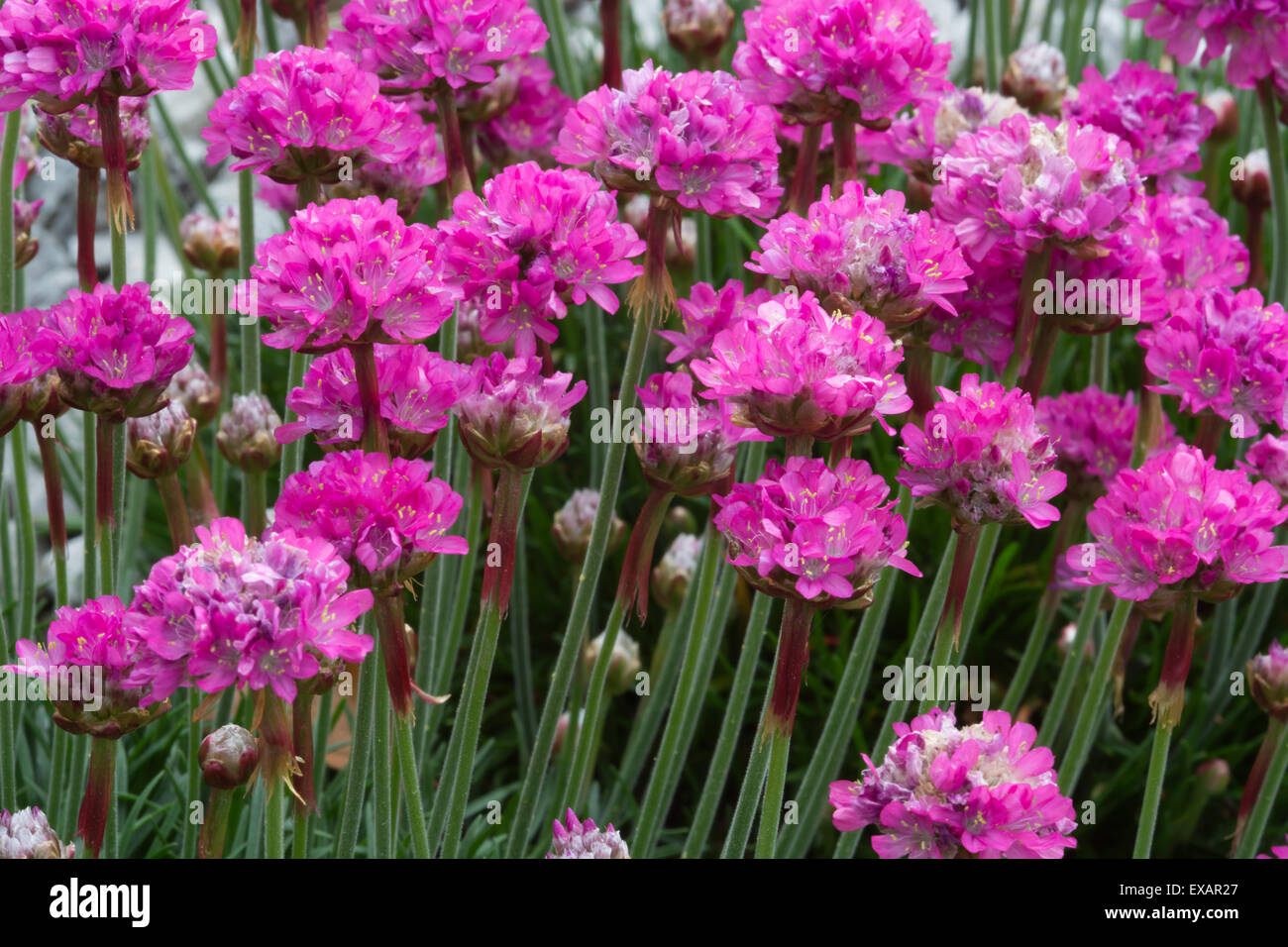 Thrift, probably Armeria 'Bees Ruby' Stock Photo - Alamy