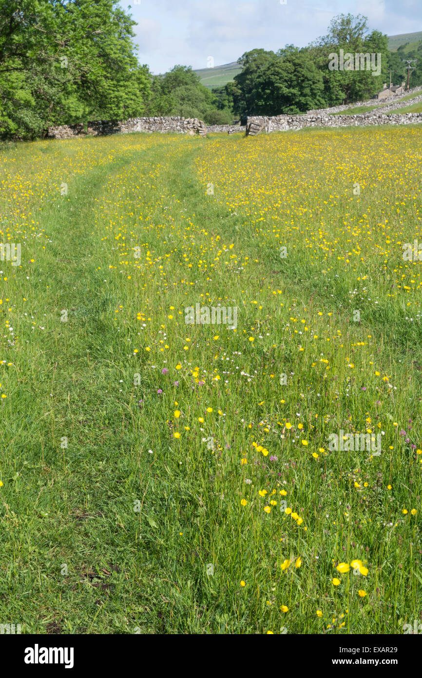 English wildflower meadows hi-res stock photography and images - Alamy