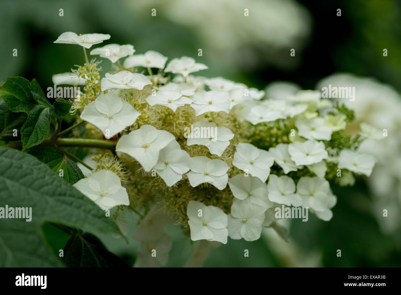 White hydrangea blossom close up Stock Photo - Alamy