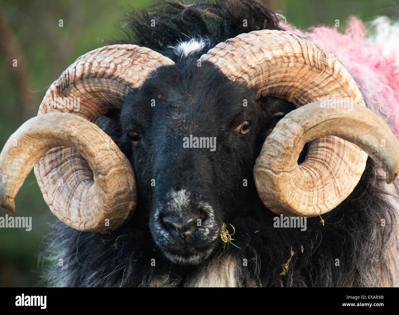 Horned black faced ewe Stock Photo - Alamy
